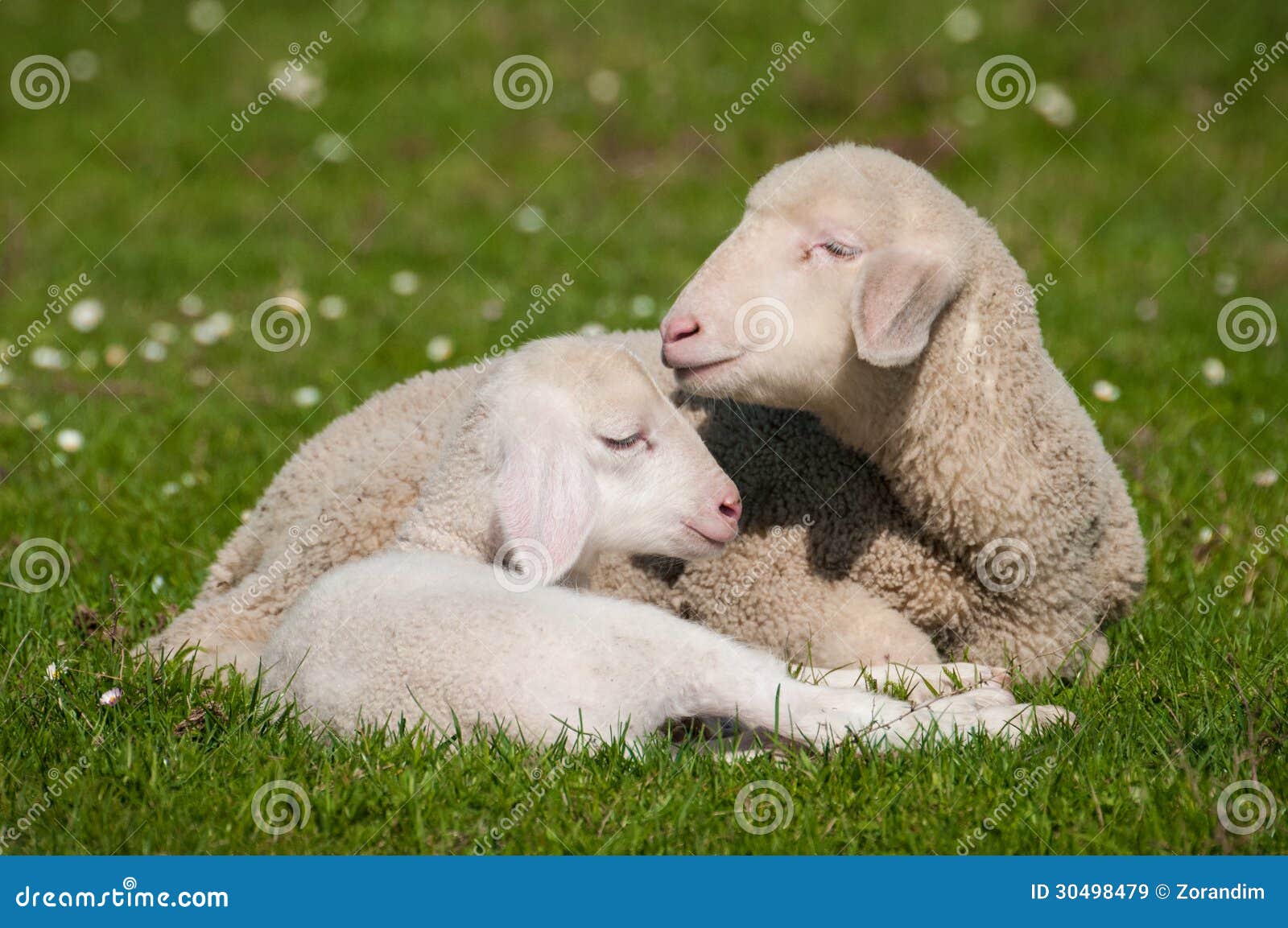 Two little lambs stock image. Image of livestock, friendly - 30498479