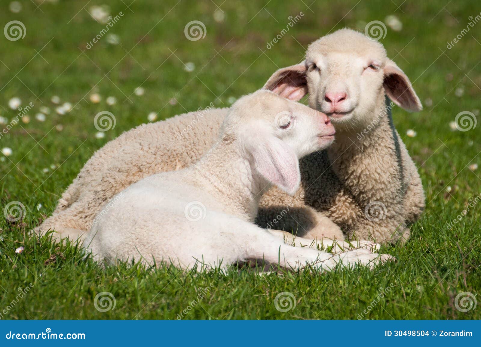 Two little lambs stock photo. Image of grazing, green - 30498504