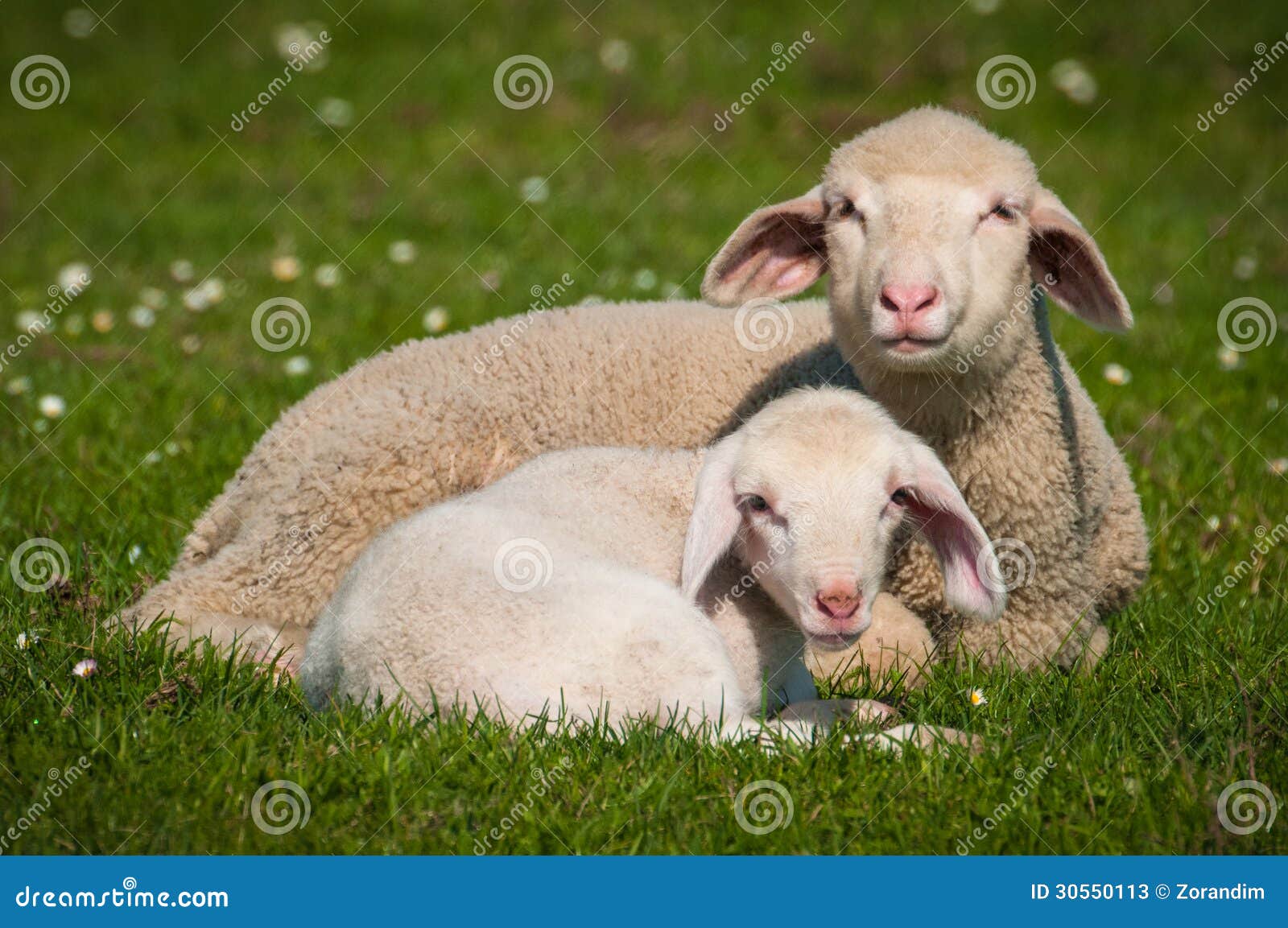 Two little lambs stock image. Image of animal, juvenile - 30550113