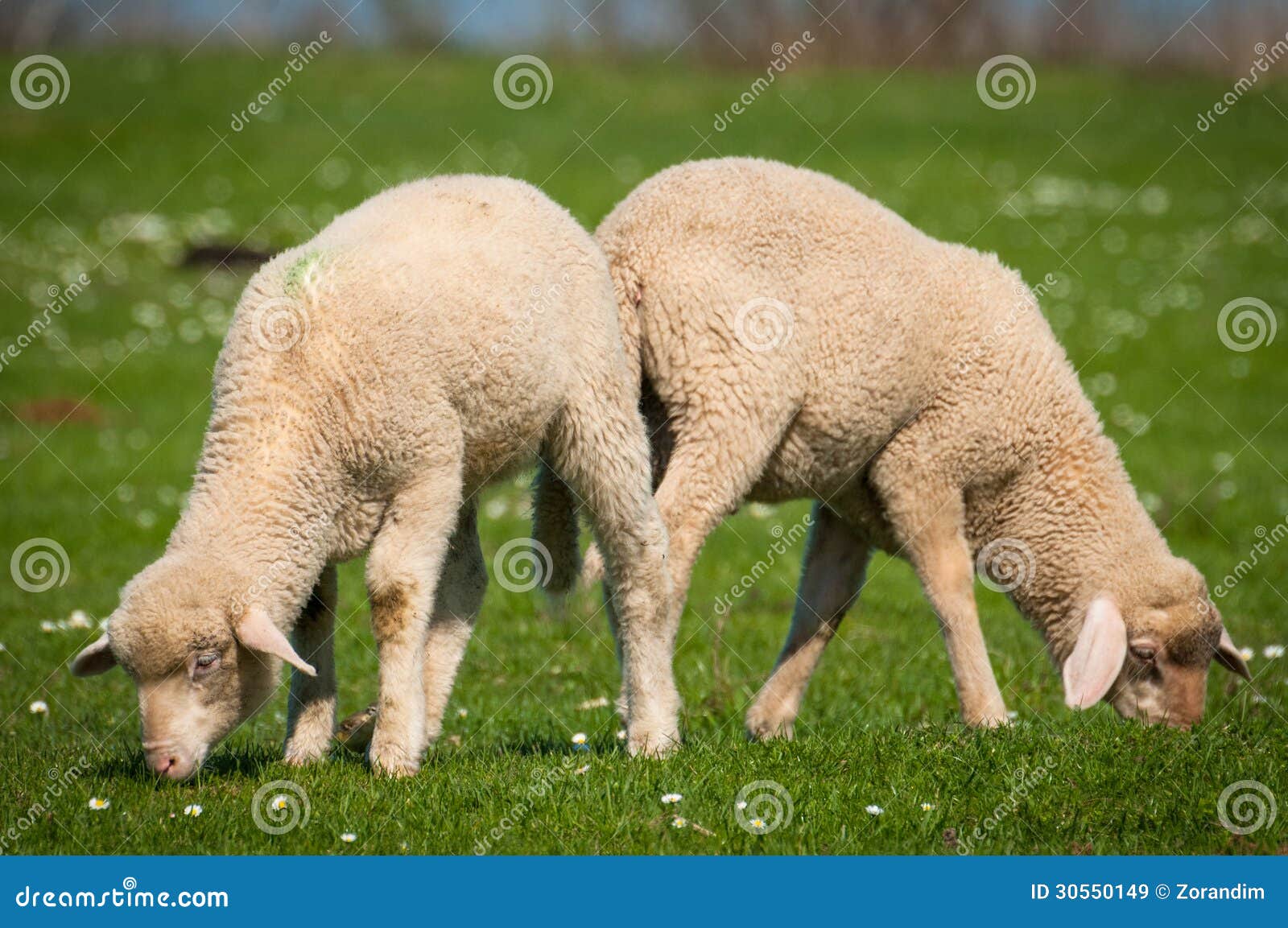Two little lambs stock image. Image of fauna, ecology - 30550149