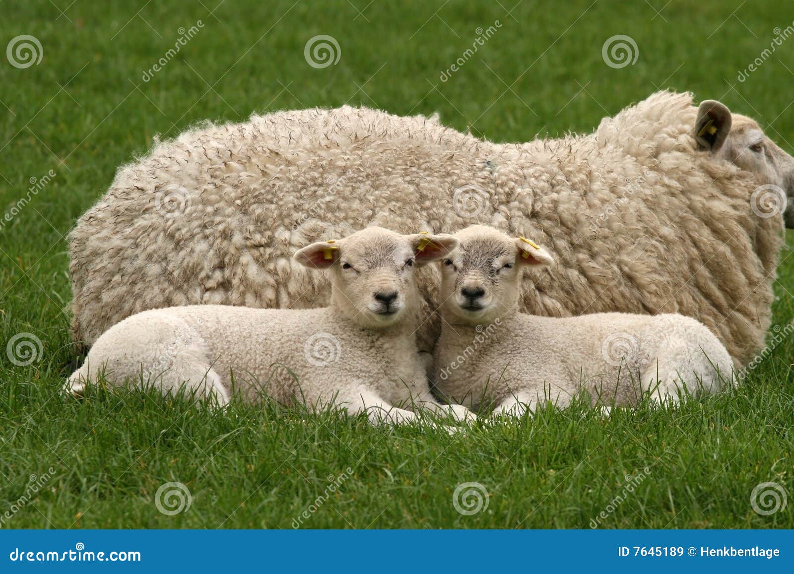 Two Little Lambs Laying Next To Their Mother Stock Image - Image of ...