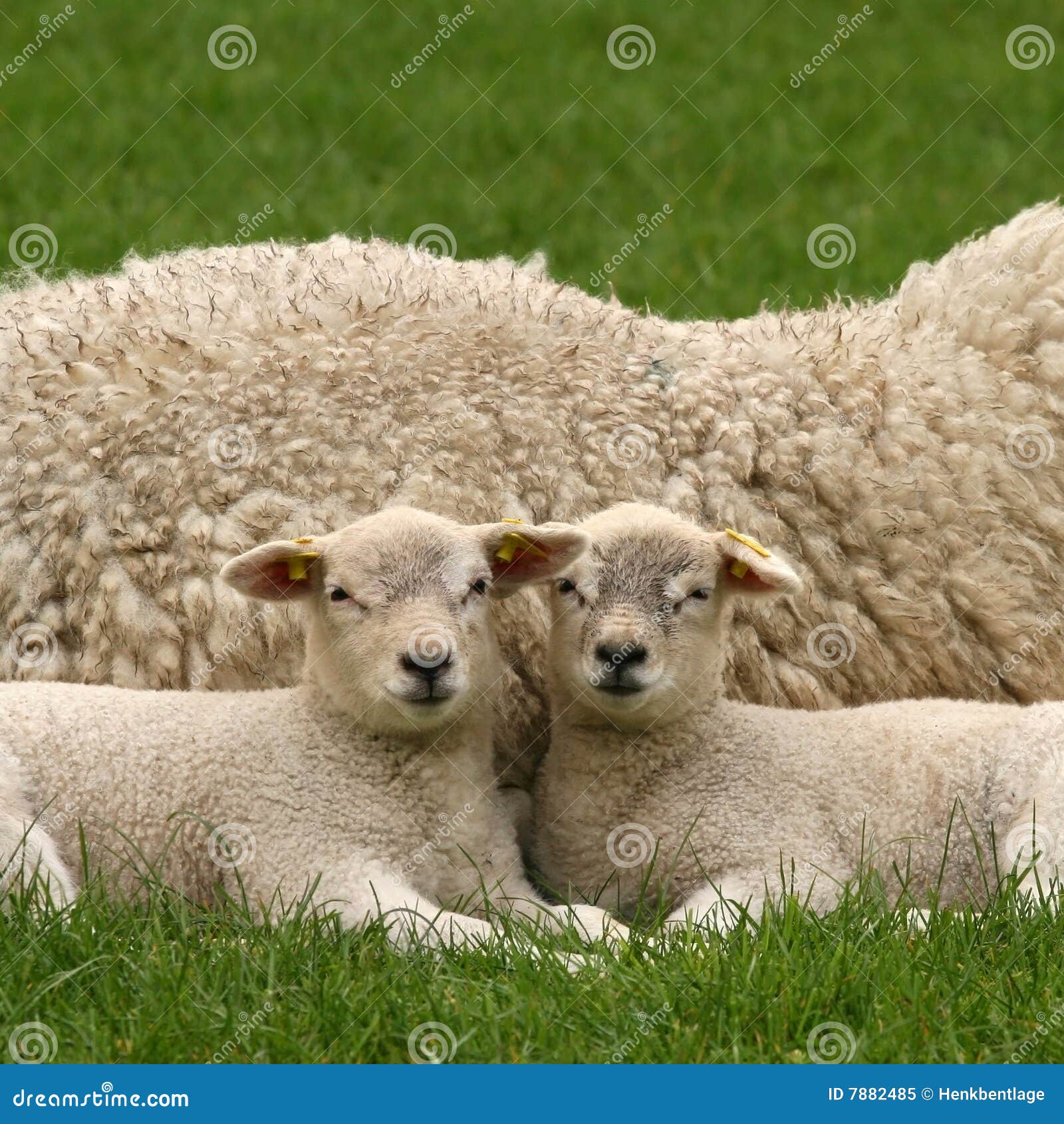 Two Little Lambs Looking at You Stock Image - Image of cattle ...
