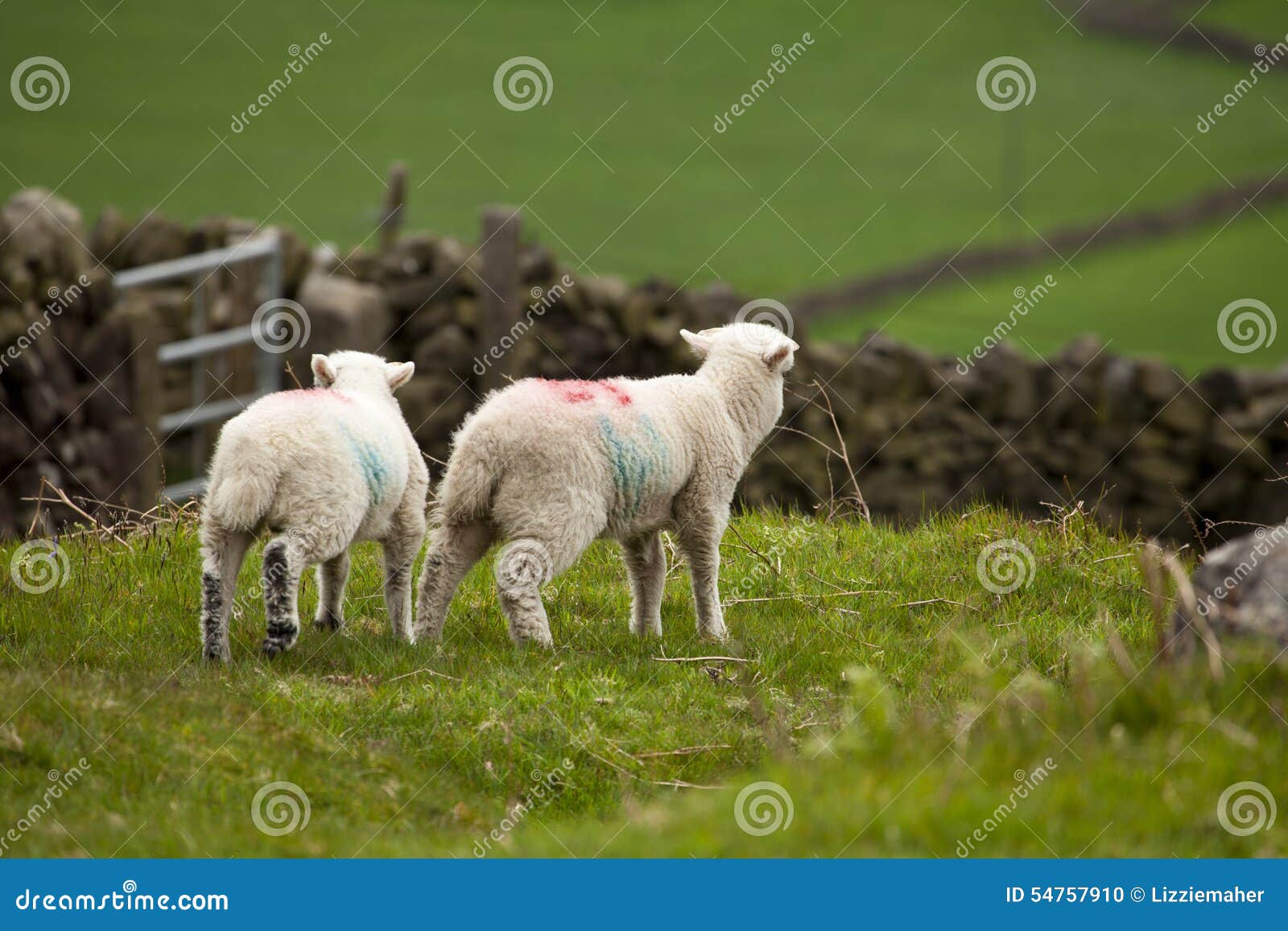 Two Little Lambs stock photo. Image of farmland, sprint - 54757910