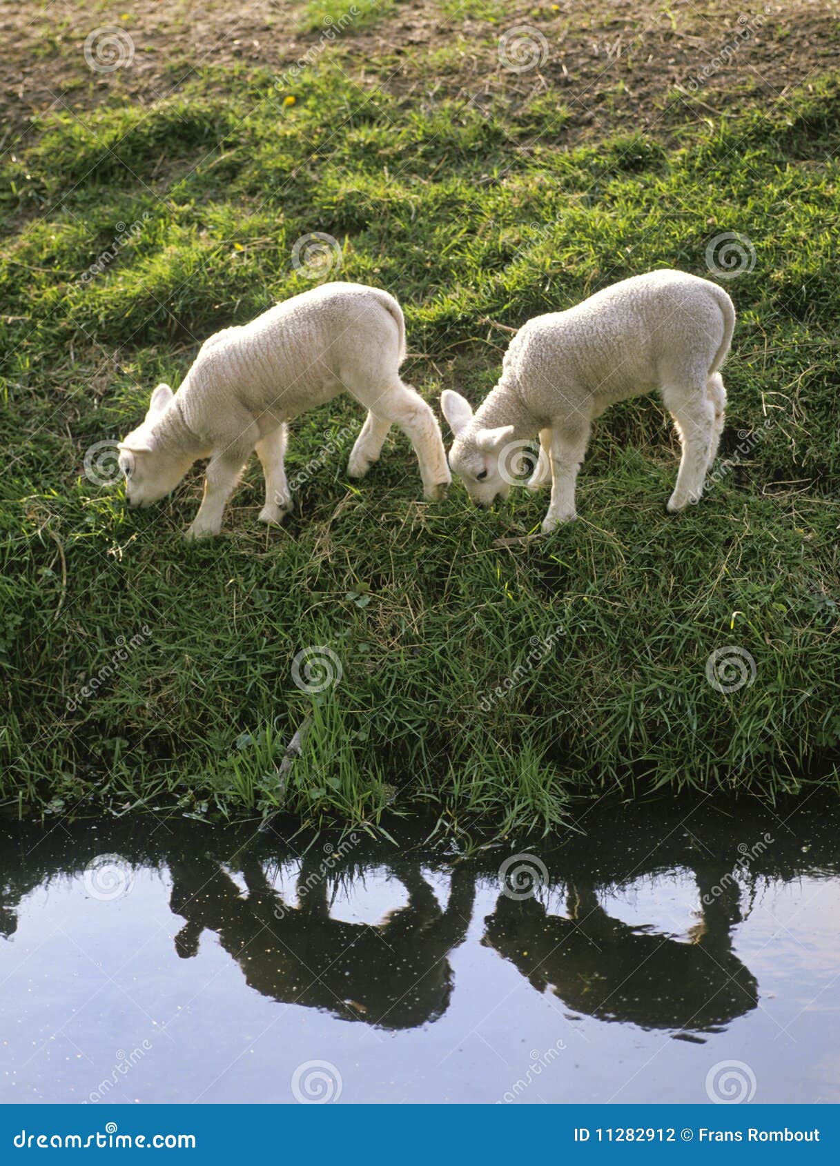 Two Little Lambs Reflected in the Water Stock Photo - Image of vertical ...