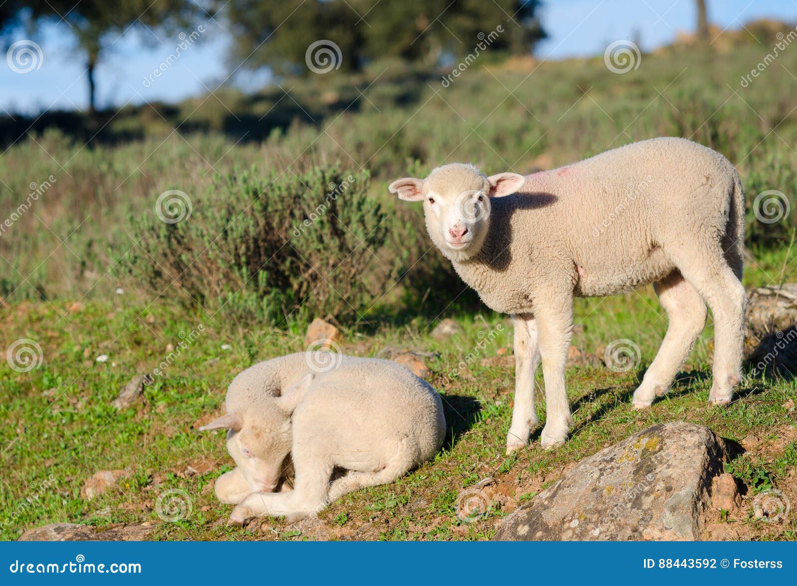 Two little lambs stock photo. Image of juvenile, animal - 88443592