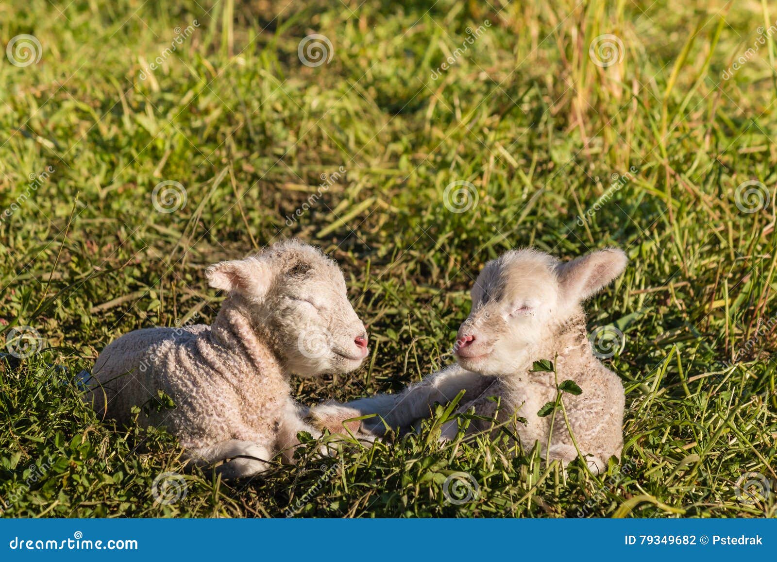 Two Little Lambs Sleeping on Meadow Stock Photo - Image of baby, farm ...