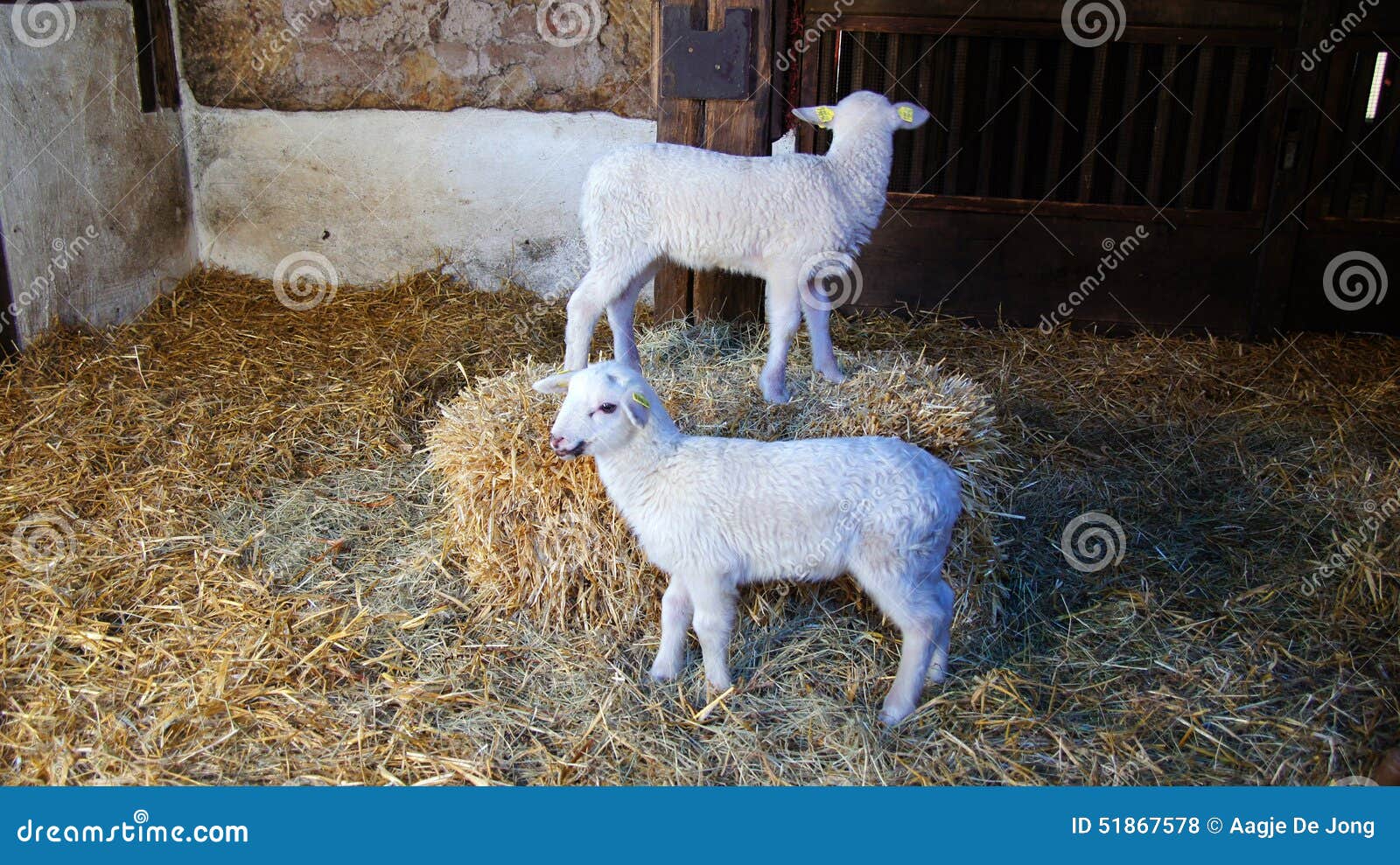Two little lambs in stable stock photo. Image of lambs - 51867578