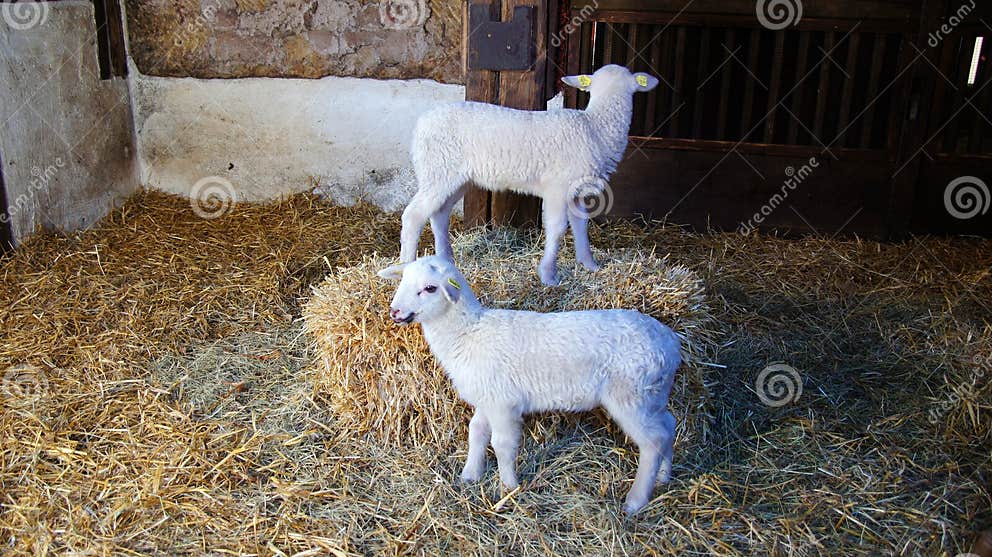 Two little lambs in stable stock photo. Image of lambs - 51867578