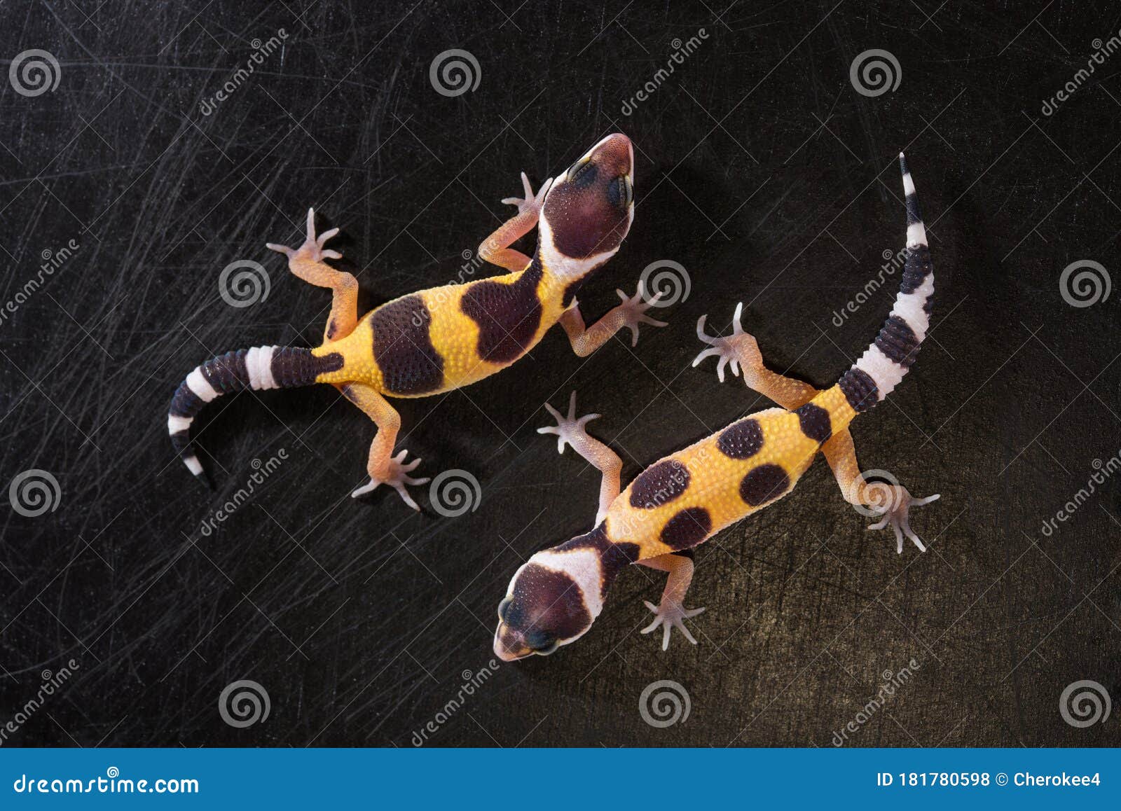 Cute Leopard Gecko Eublepharis Macularius Eats Cockroach On A White ...