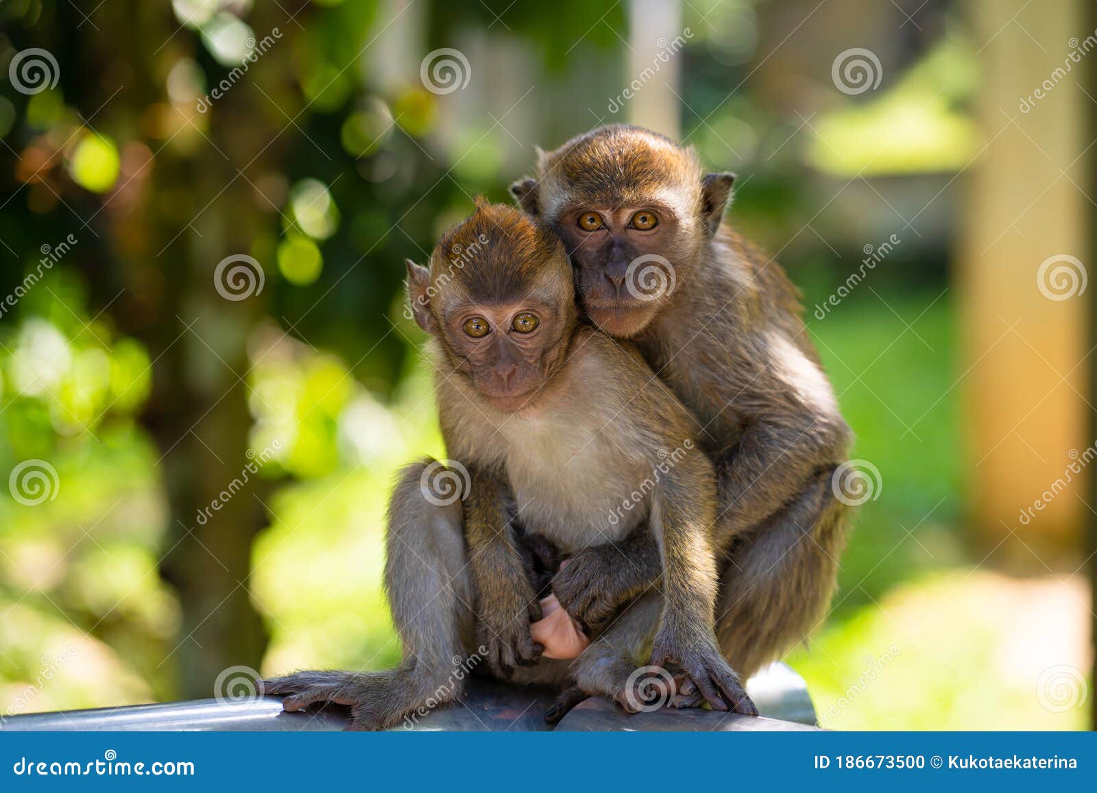 Two Little Monkeys Hug while Sitting on a Fence Stock Photo - Image of ...