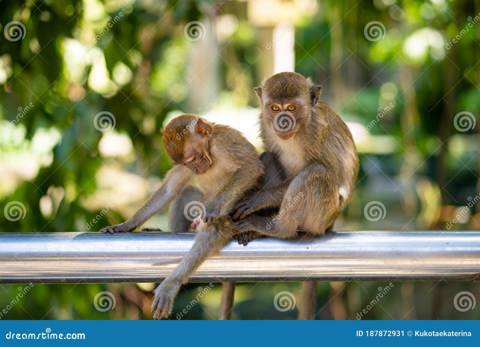 Two Little Monkeys Hug while Sitting on a Fence Stock Image - Image of ...