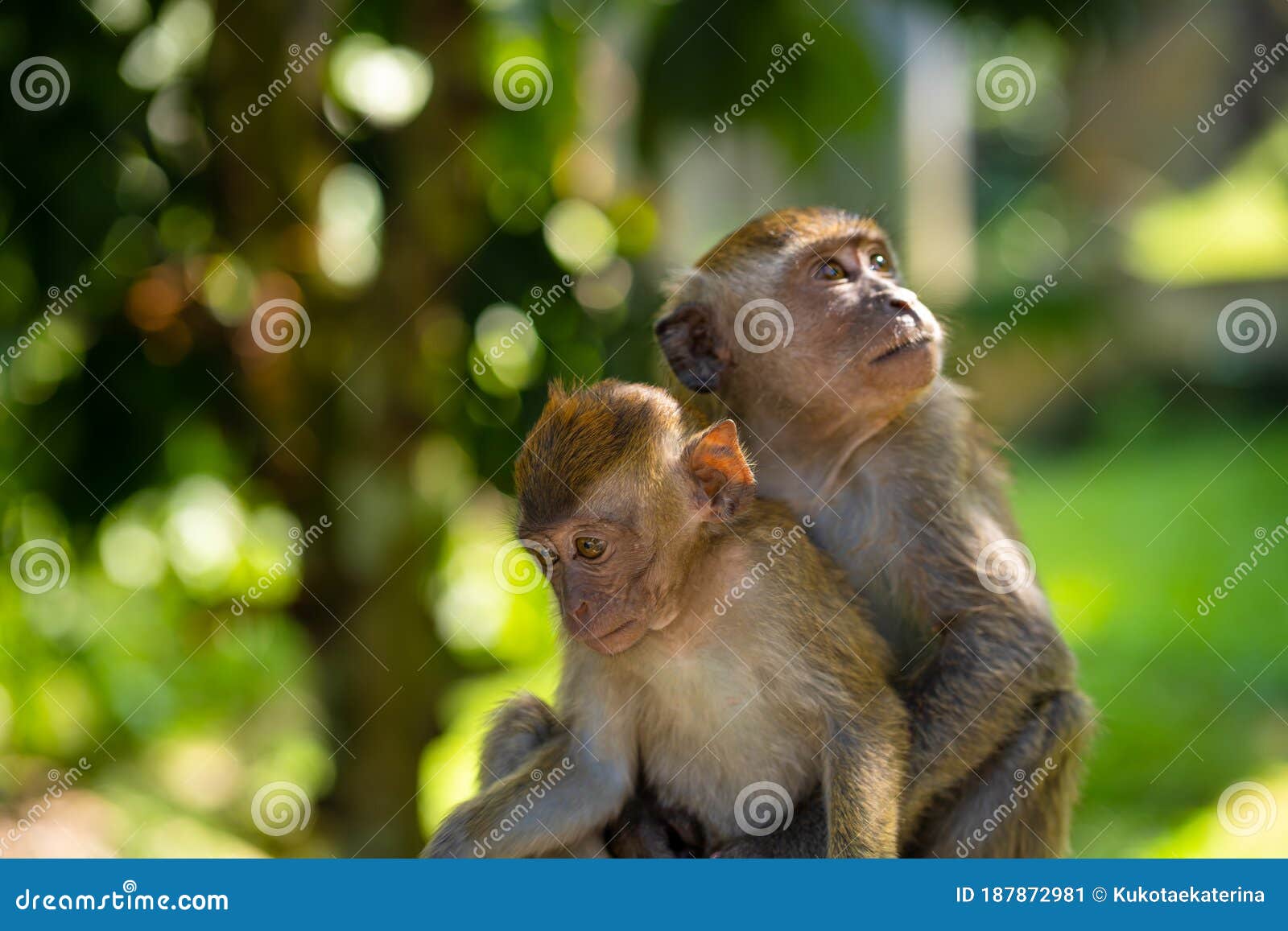 Two Little Monkeys Hug while Sitting on a Fence Stock Image - Image of ...