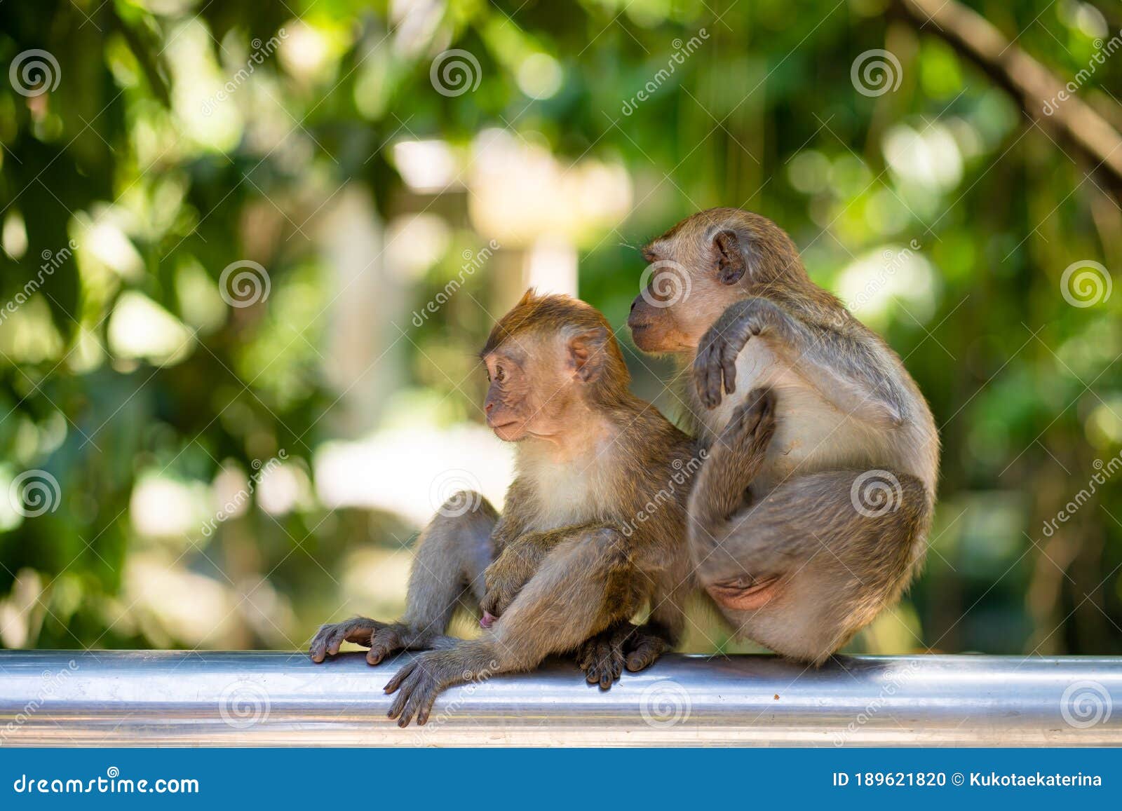 Two Little Monkeys Hug while Sitting on a Fence Stock Photo - Image of ...