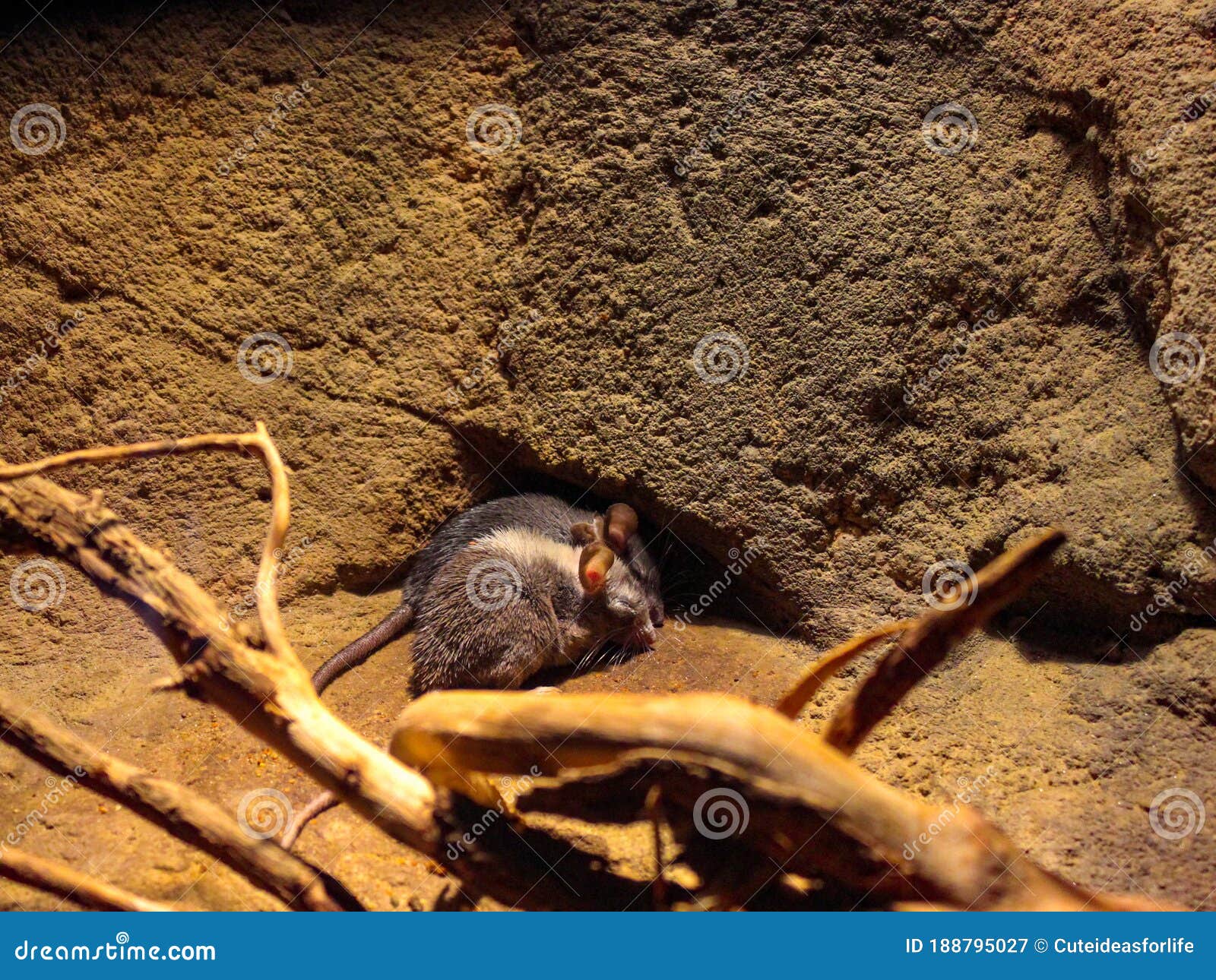 Two Little Mouse Sleeping Hidden Under a Rock Stock Image - Image of ...