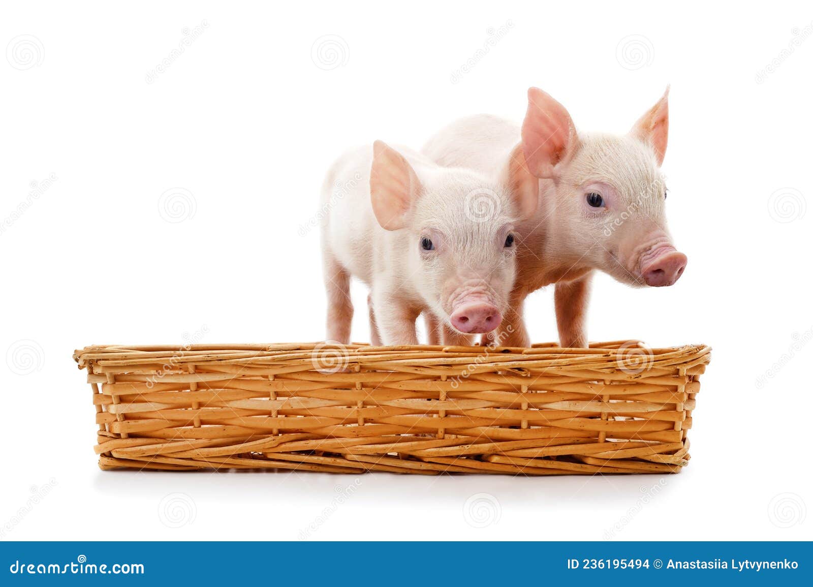 Two Little Piglets in a Basket Stock Photo - Image of meat, domestic ...