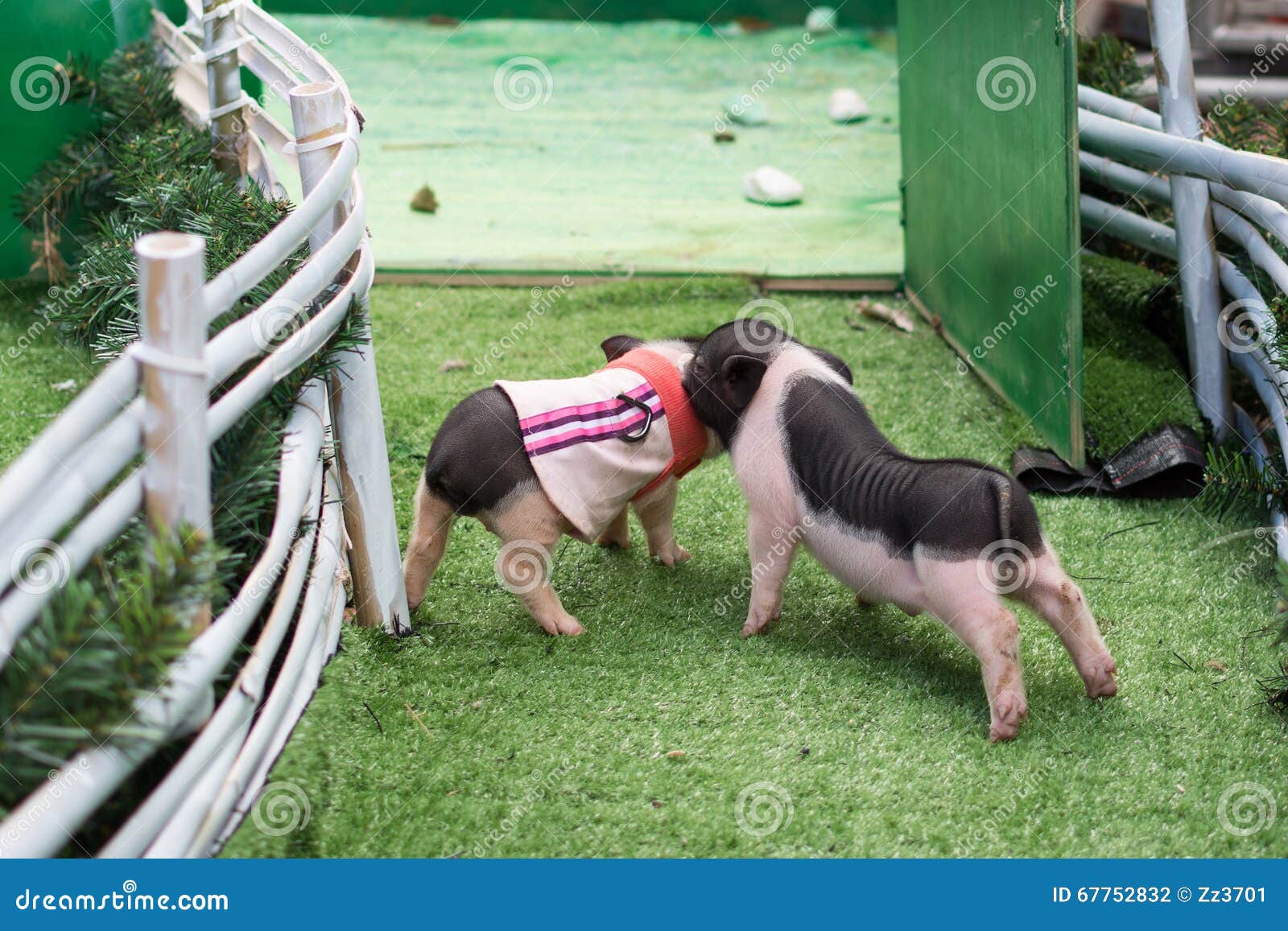 Two Little Piglets Fighting Stock Photo - Image of funny, baby: 67752832