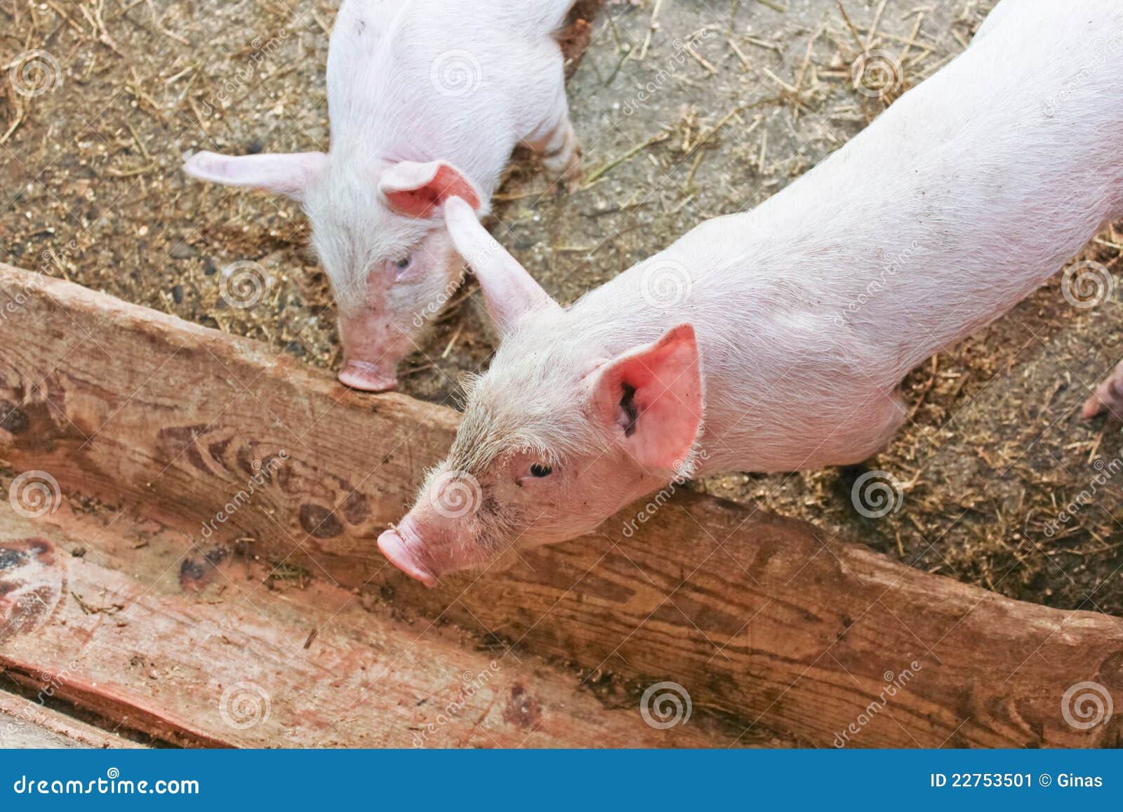 Two little pigs stock image. Image of smelling, hungry - 22753501