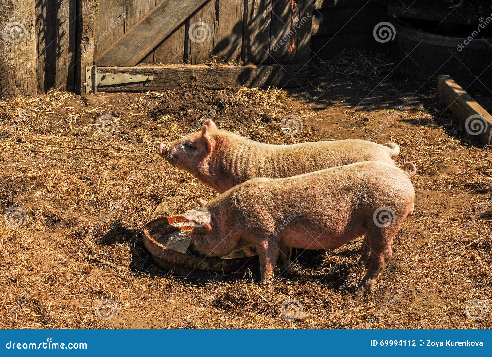 Two little pigs. stock photo. Image of nose, hair, animals - 69994112