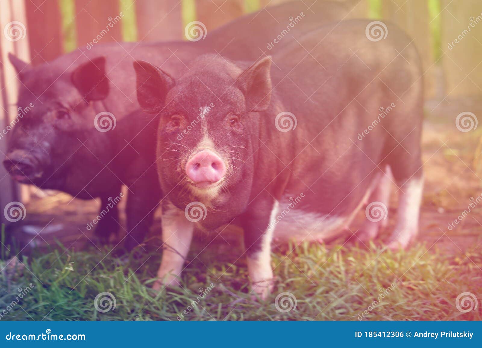 Sunlight On A Pigs Bristly Back Stock Photography | CartoonDealer.com ...