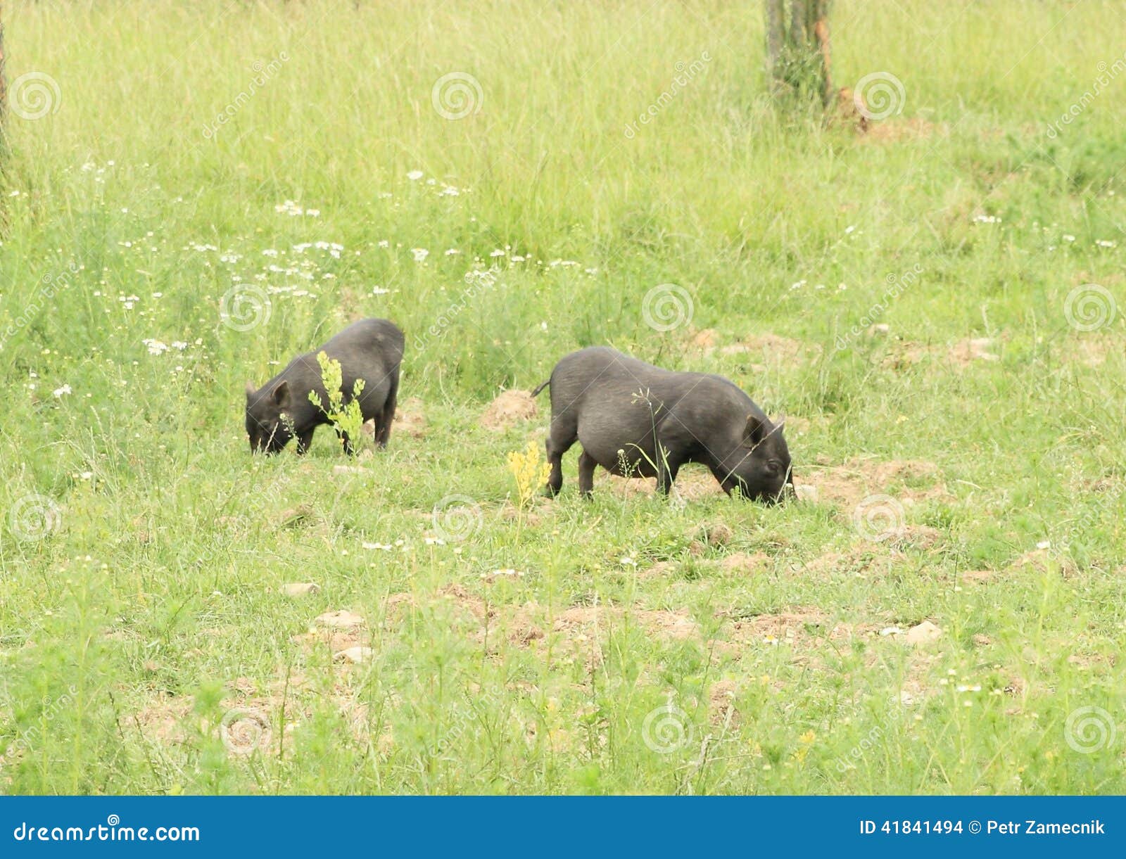 Two little pigs stock photo. Image of feeding, mammal - 41841494