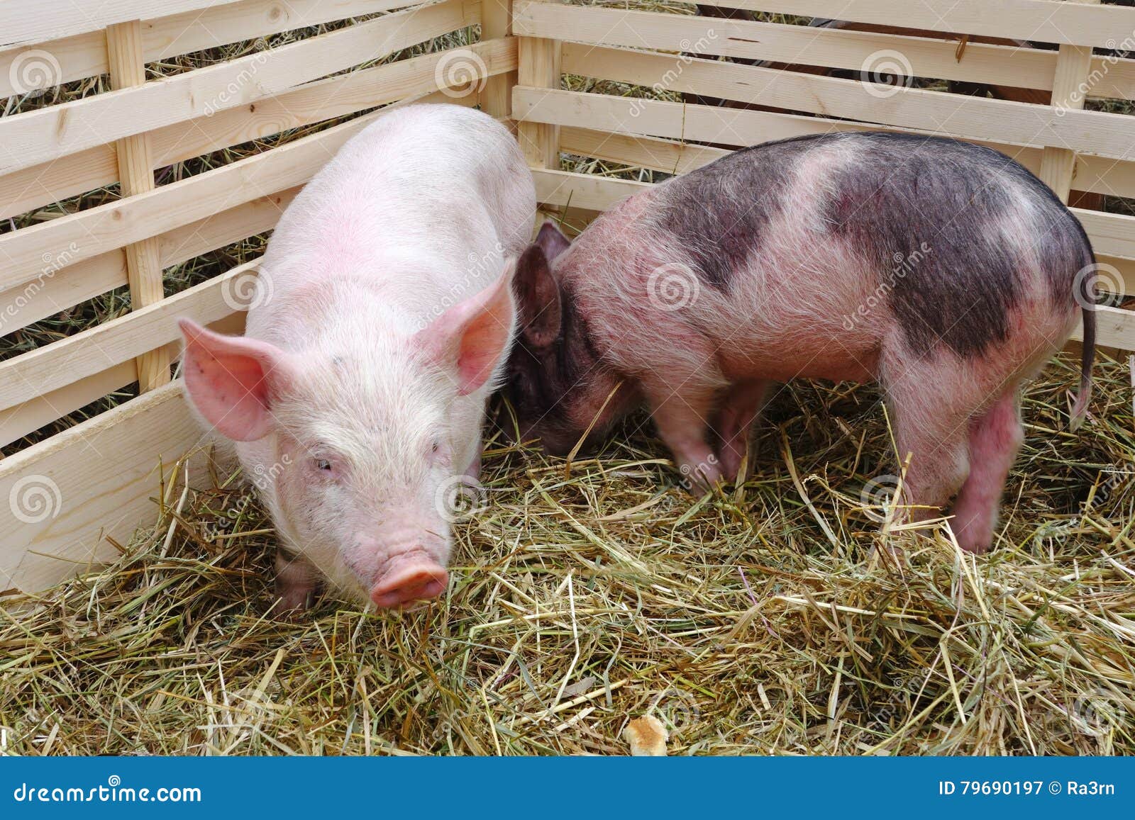Two little pigs stock image. Image of farm, little, yard - 79690197
