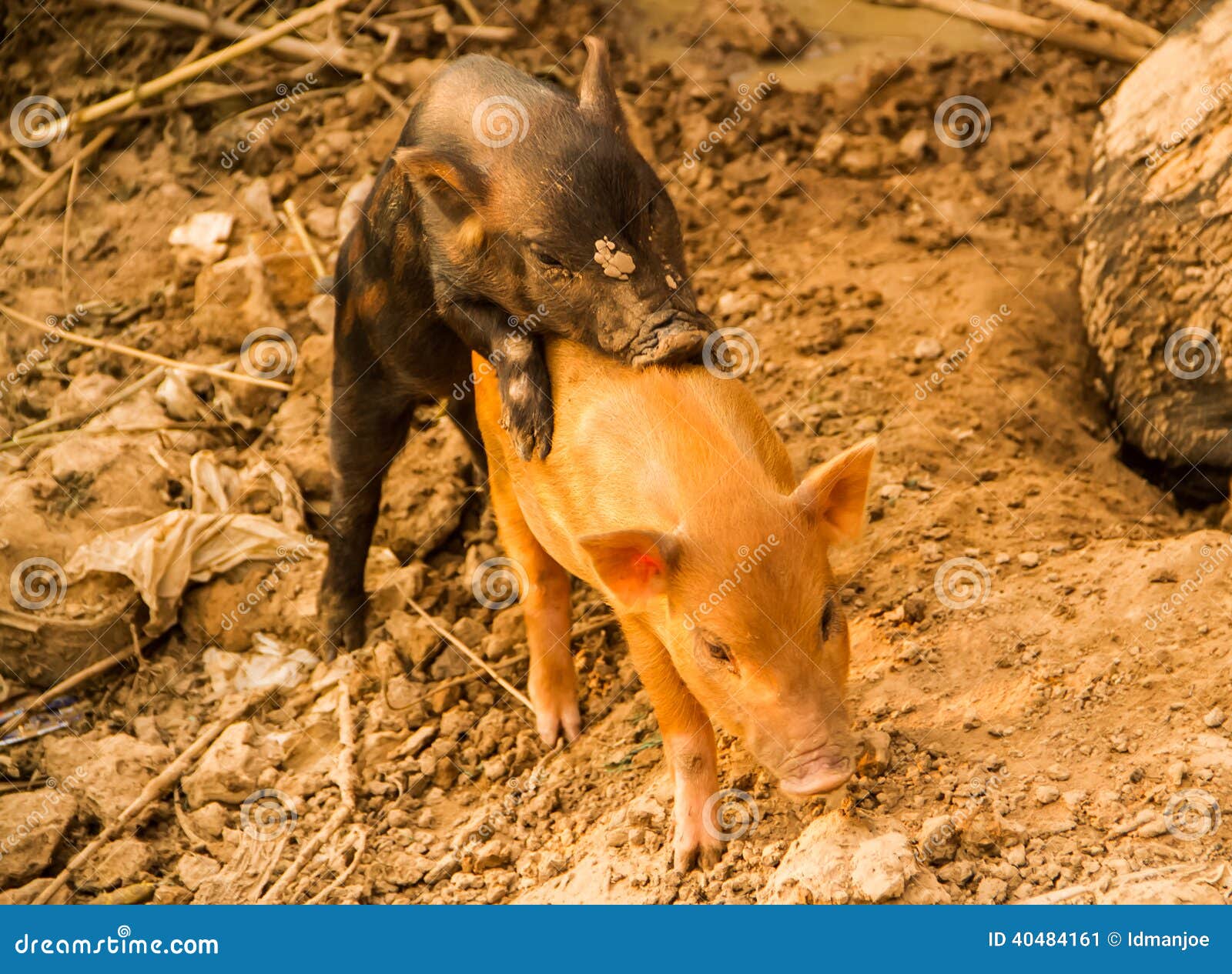 Two little pigs. stock image. Image of little, cute, park - 40484161