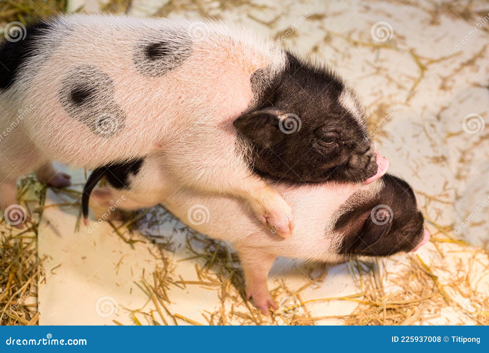 Dwarf hog in the cage stock photo. Image of agriculture - 225937008