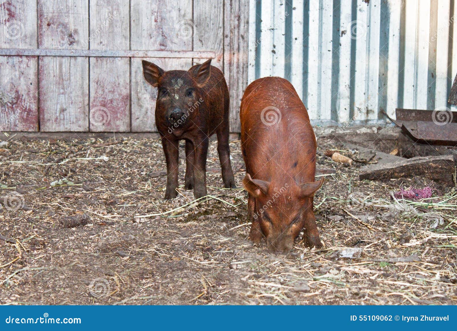 Two little pigs. stock photo. Image of color, eating - 55109062