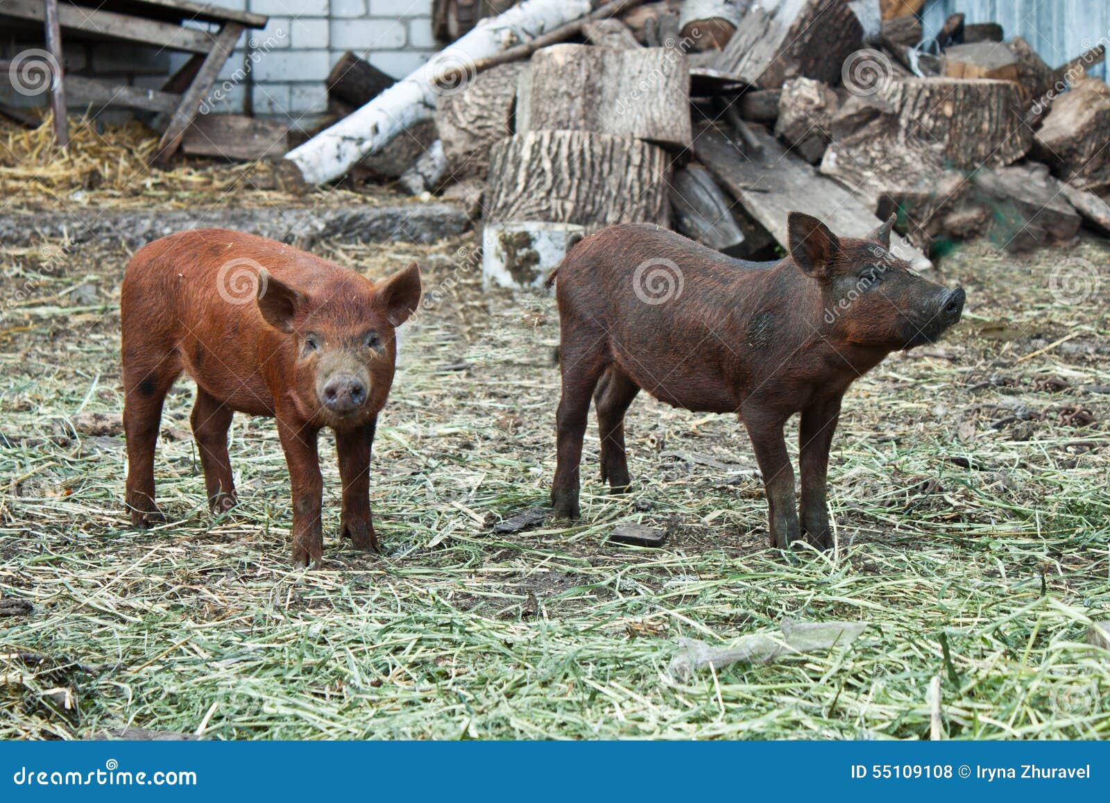 Two little pigs. stock photo. Image of great, cute, food - 55109108