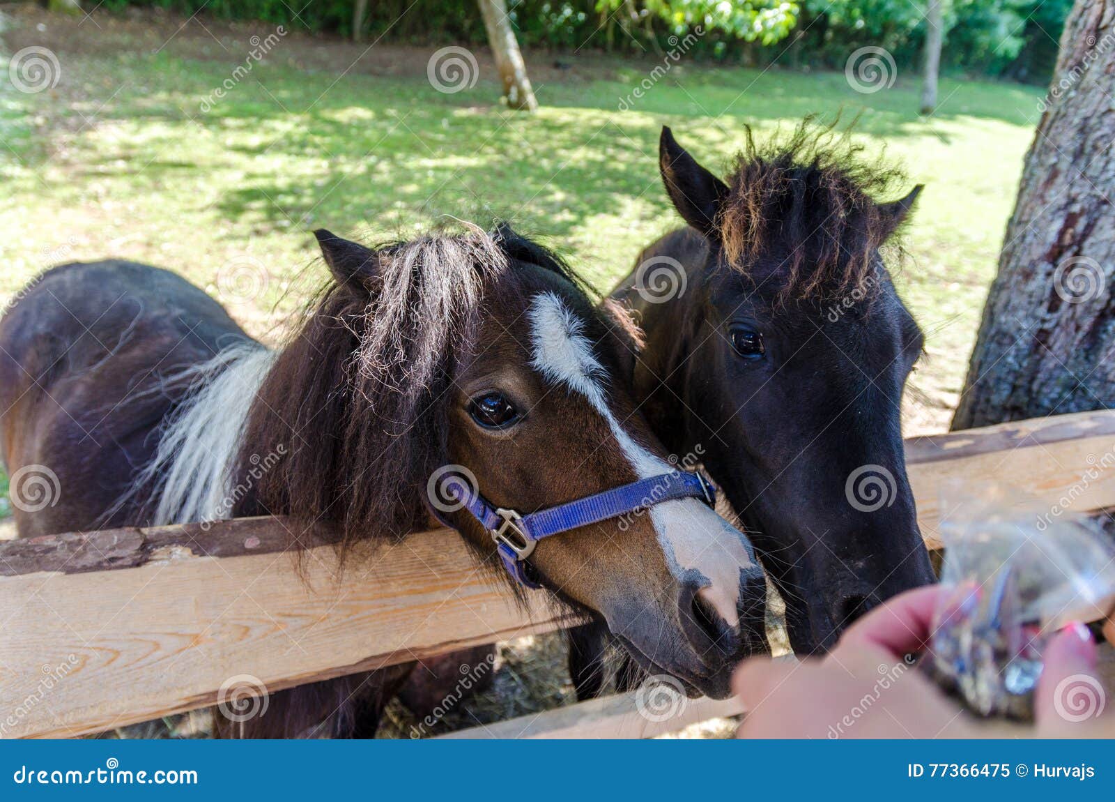 Two Little Ponies in the Farm. Stock Image - Image of animal, domestic ...