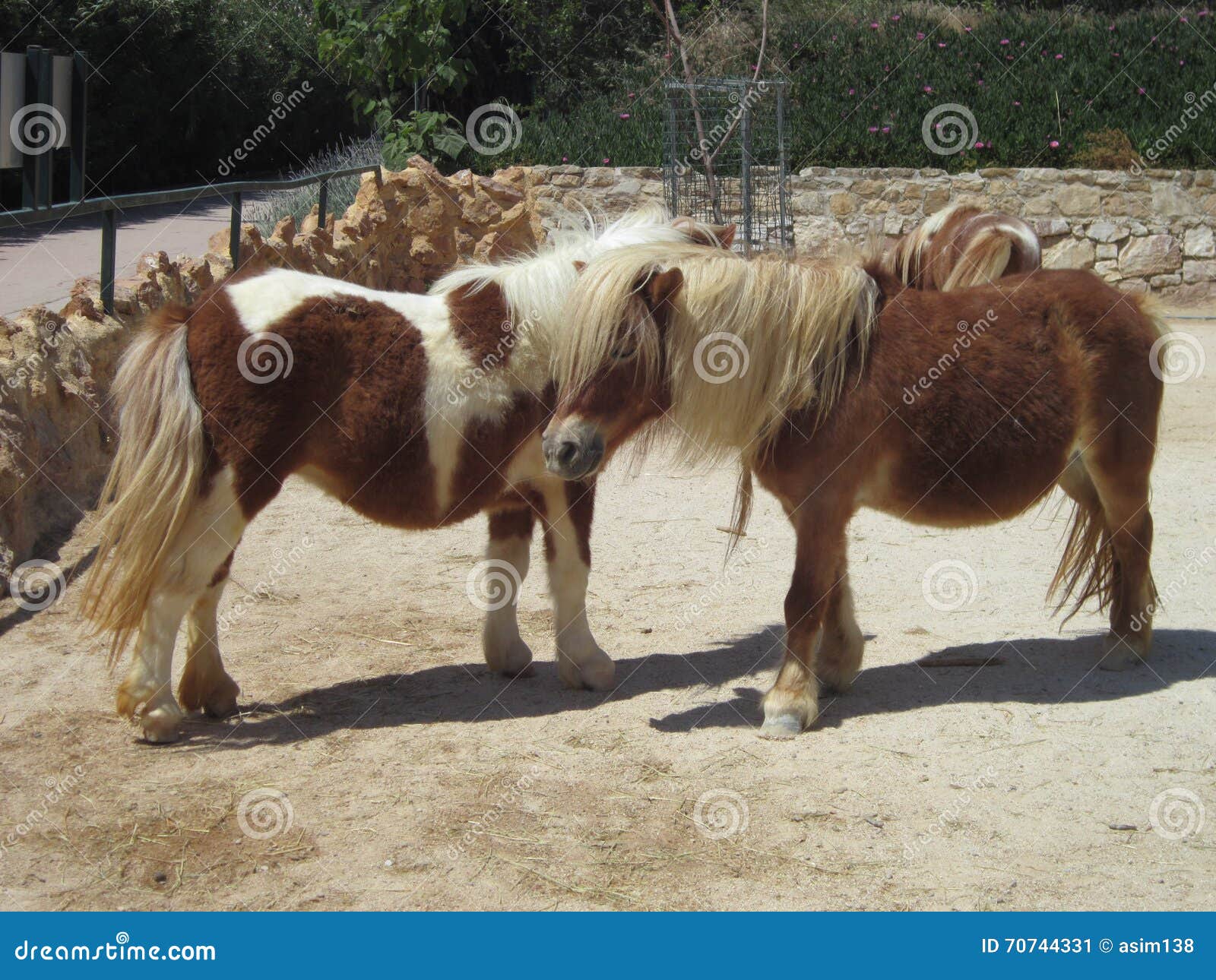 Two little pony horses stock image. Image of nature, mane - 70744331