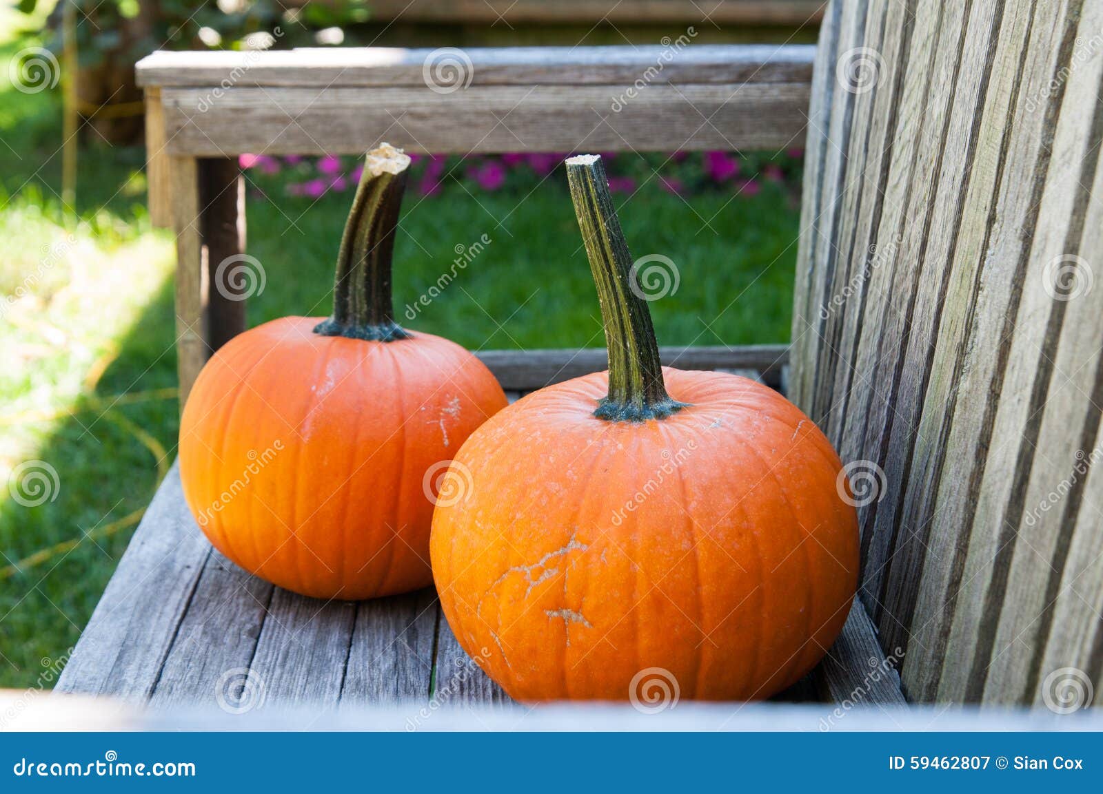 Two little pumpkins stock image. Image of halloween, pumpkin - 59462807