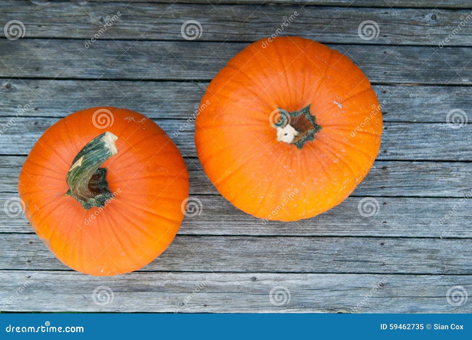 Two little pumpkins stock image. Image of pumpkin, orange - 59462735