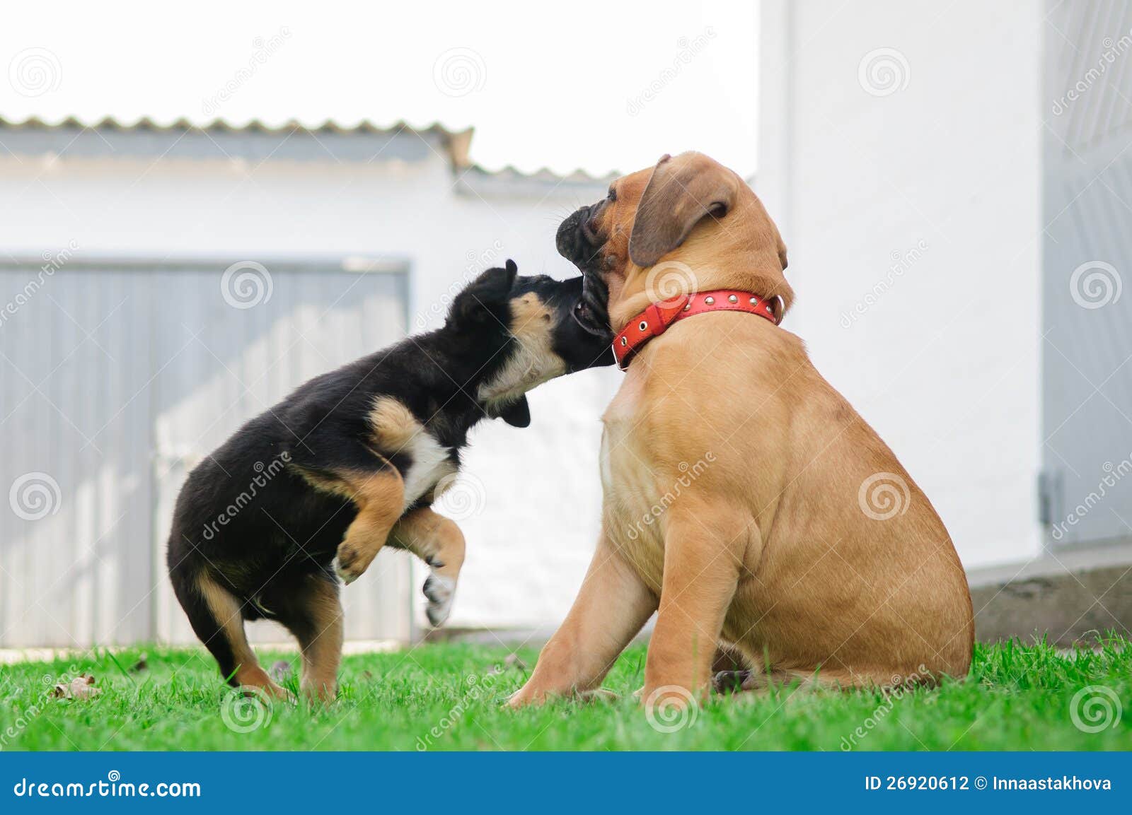 Two little puppies stock photo. Image of portrait, grass - 26920612