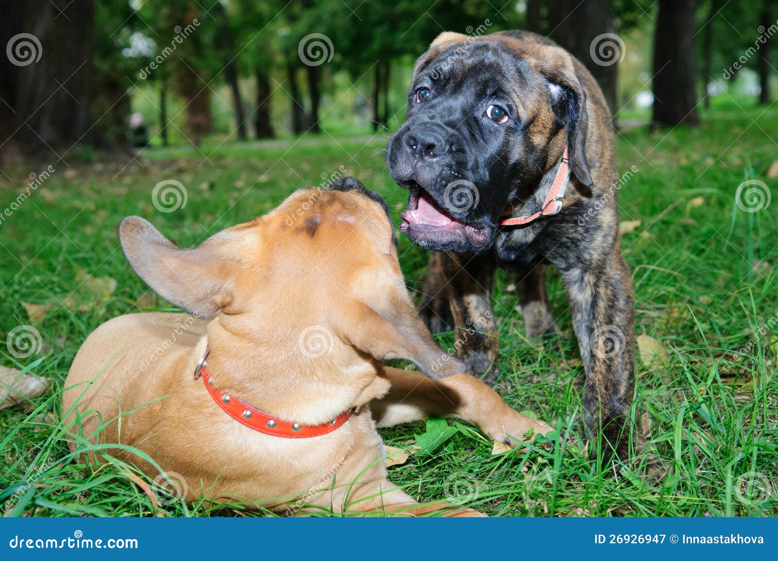Two Little Puppies Bullmastiff Stock Image - Image of lovely, breed ...