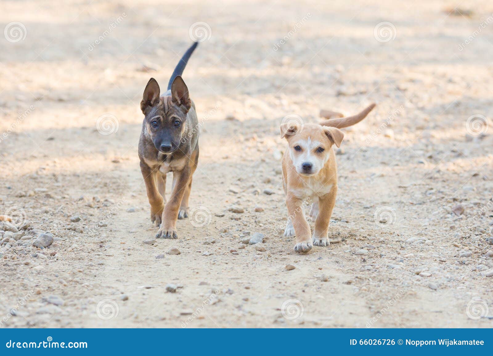 Two Little Puppy Dog Portrait Stock Photo - Image of open, mammal: 66026726
