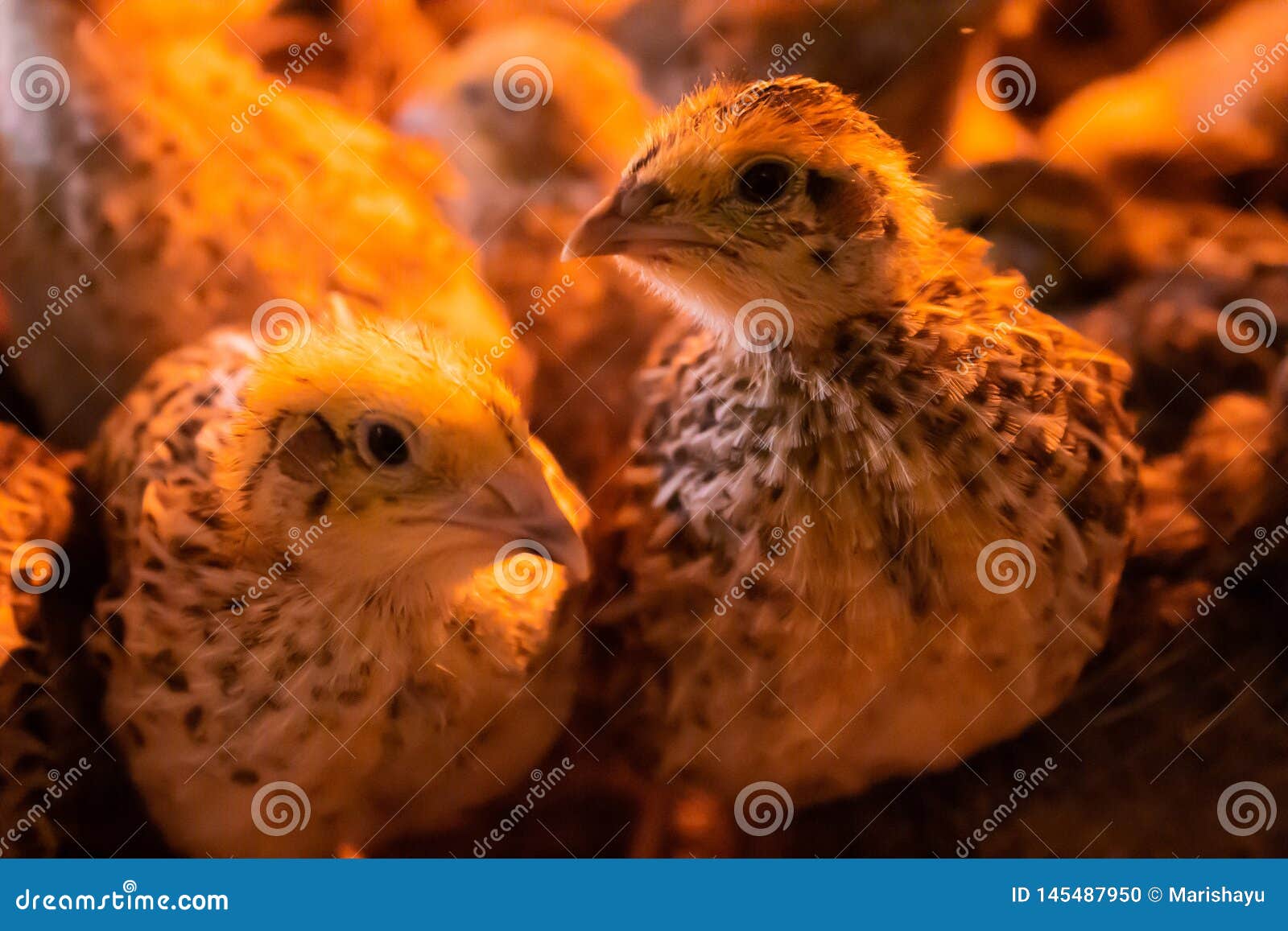 Two Little Quails in Brooder Stock Photo - Image of nestling, home ...