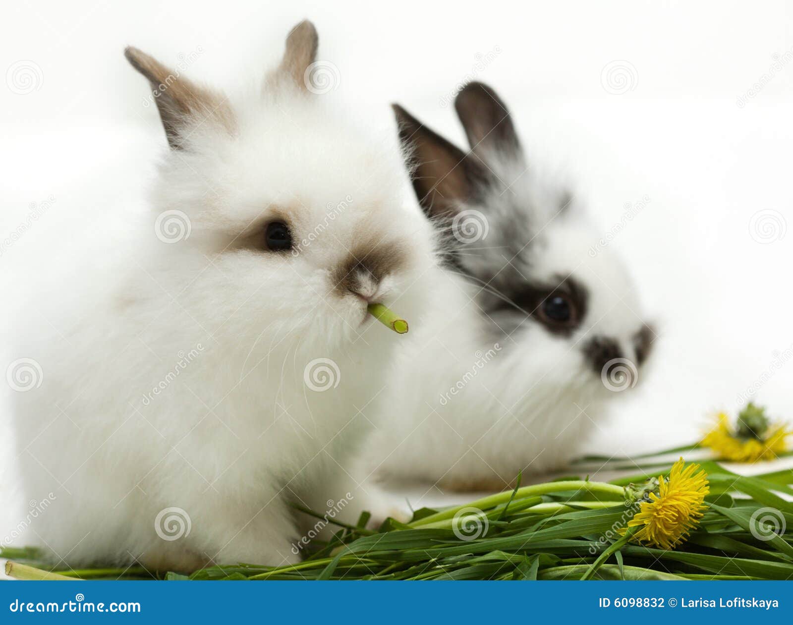 Two little rabbits stock photo. Image of little, fluffy - 6098832
