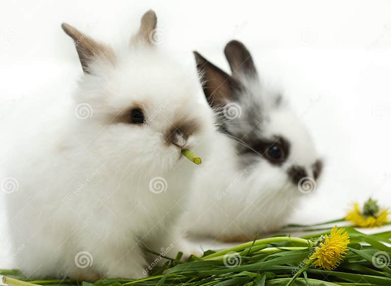 Two little rabbits stock photo. Image of little, fluffy - 6098832