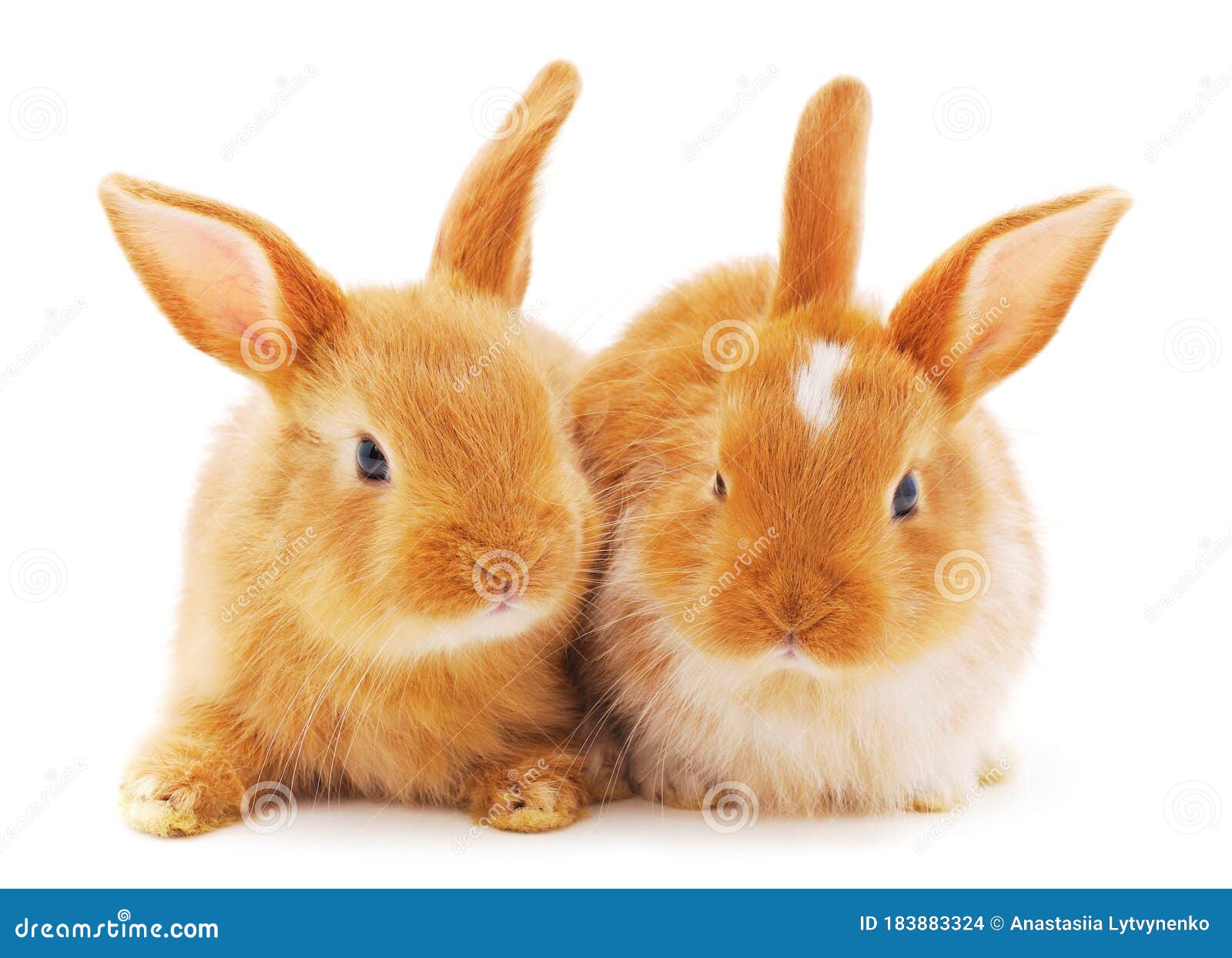 Two little rabbits stock photo. Image of agriculture - 183883324