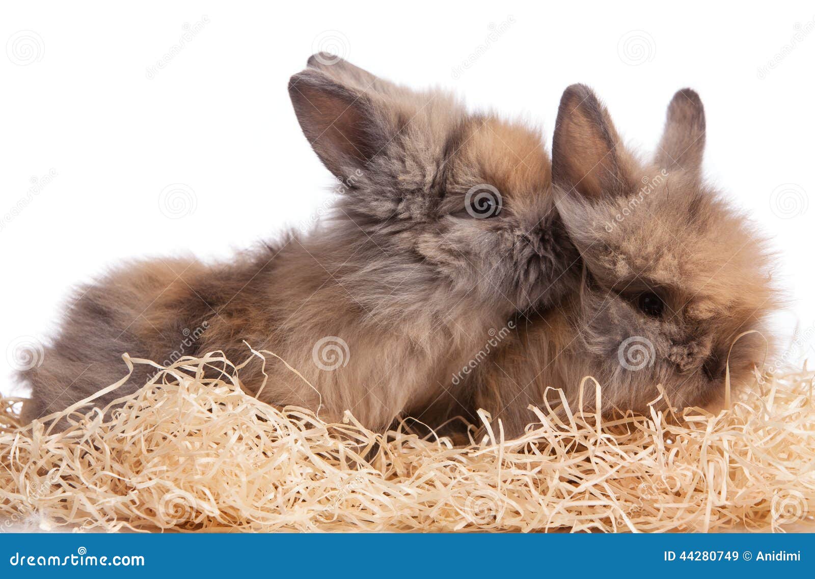 Two little Rabbits stock image. Image of couple, belgian - 44280749 Two little Rabbits stock image. Image of couple, belgian - 44280749