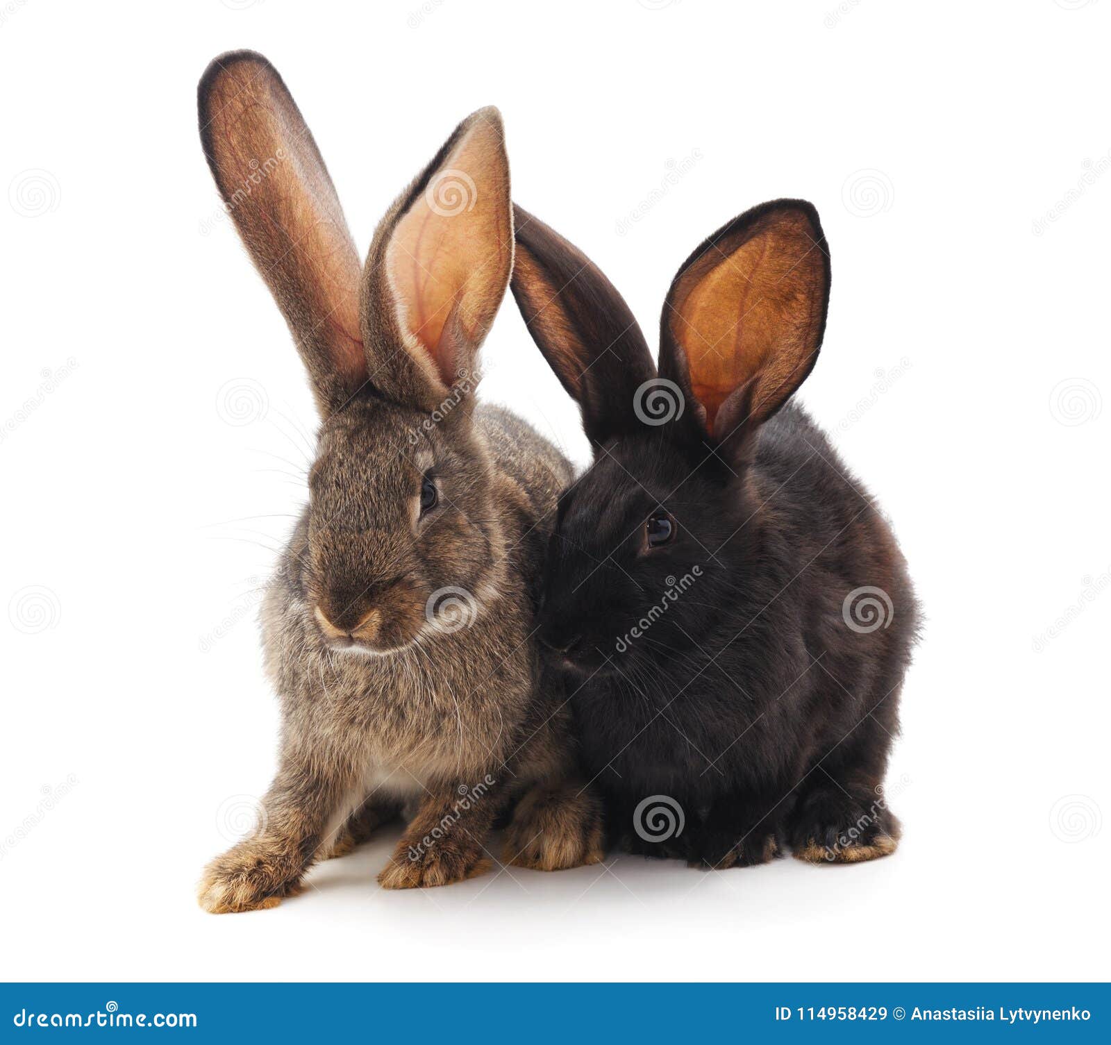 Two little rabbits. stock image. Image of easter, little - 114958429