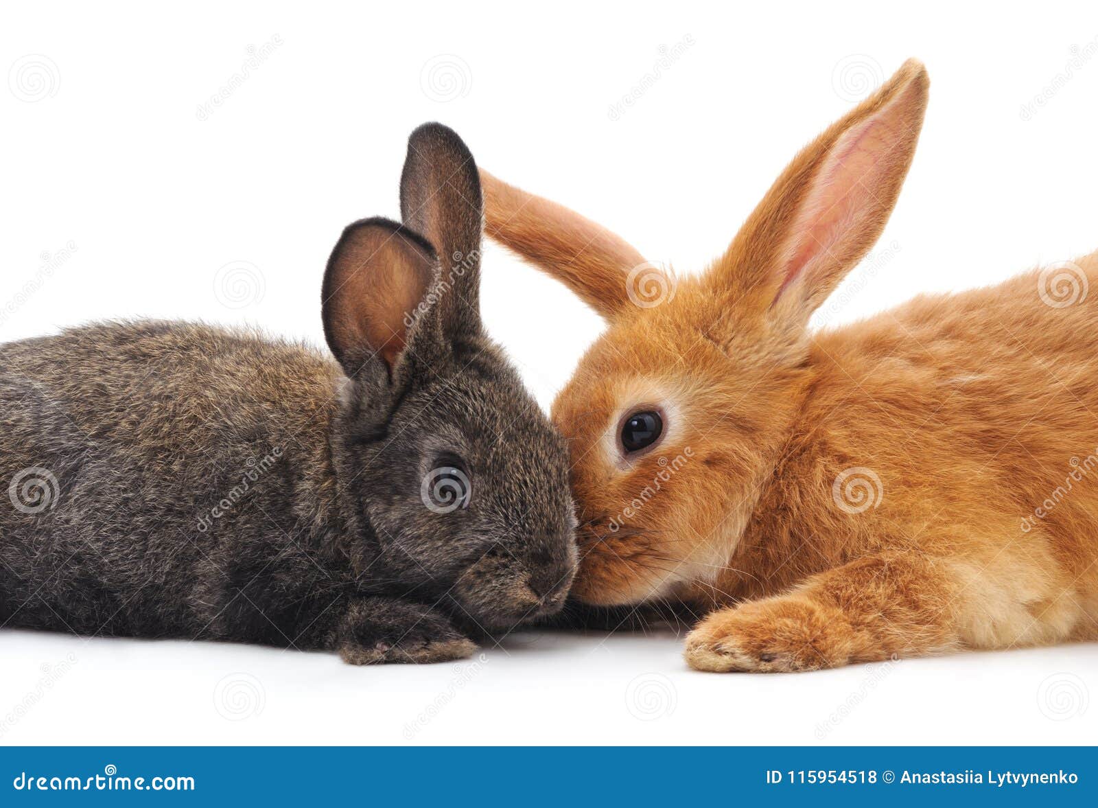 Two little rabbits. stock photo. Image of beautiful - 115954518 Two little rabbits. stock photo. Image of beautiful - 115954518