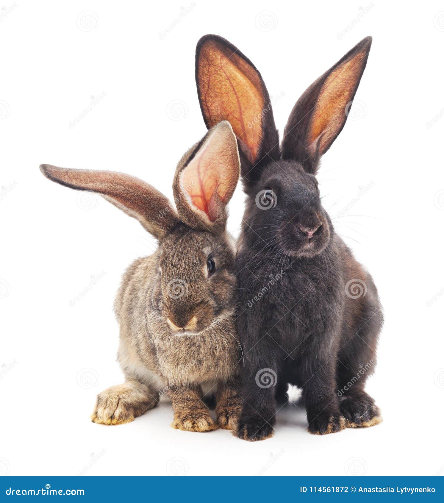 Two little rabbits. stock photo. Image of rabbits, love - 114561872