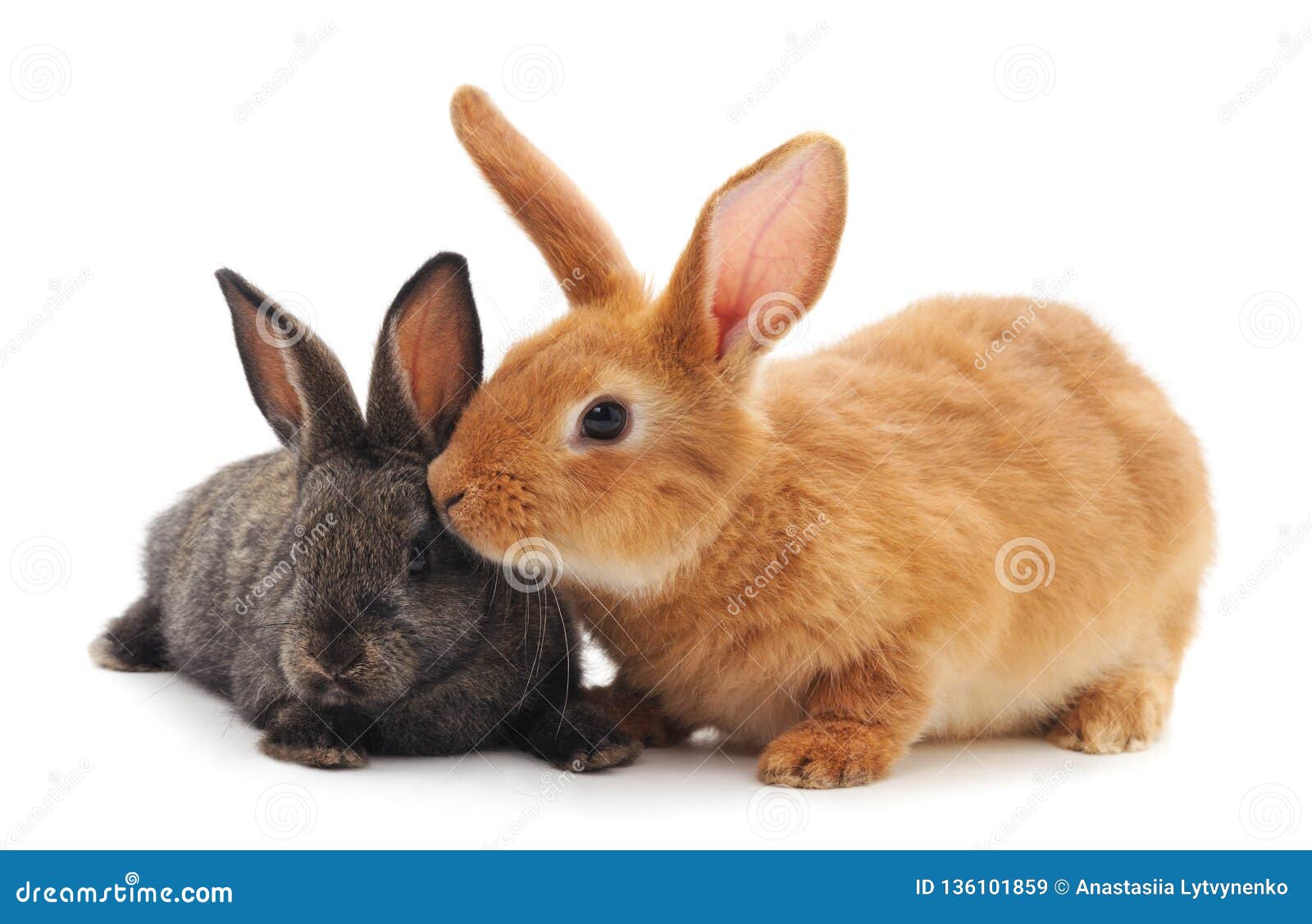 Two little rabbits stock image. Image of holiday, little - 136101859 Two little rabbits stock image. Image of holiday, little - 136101859