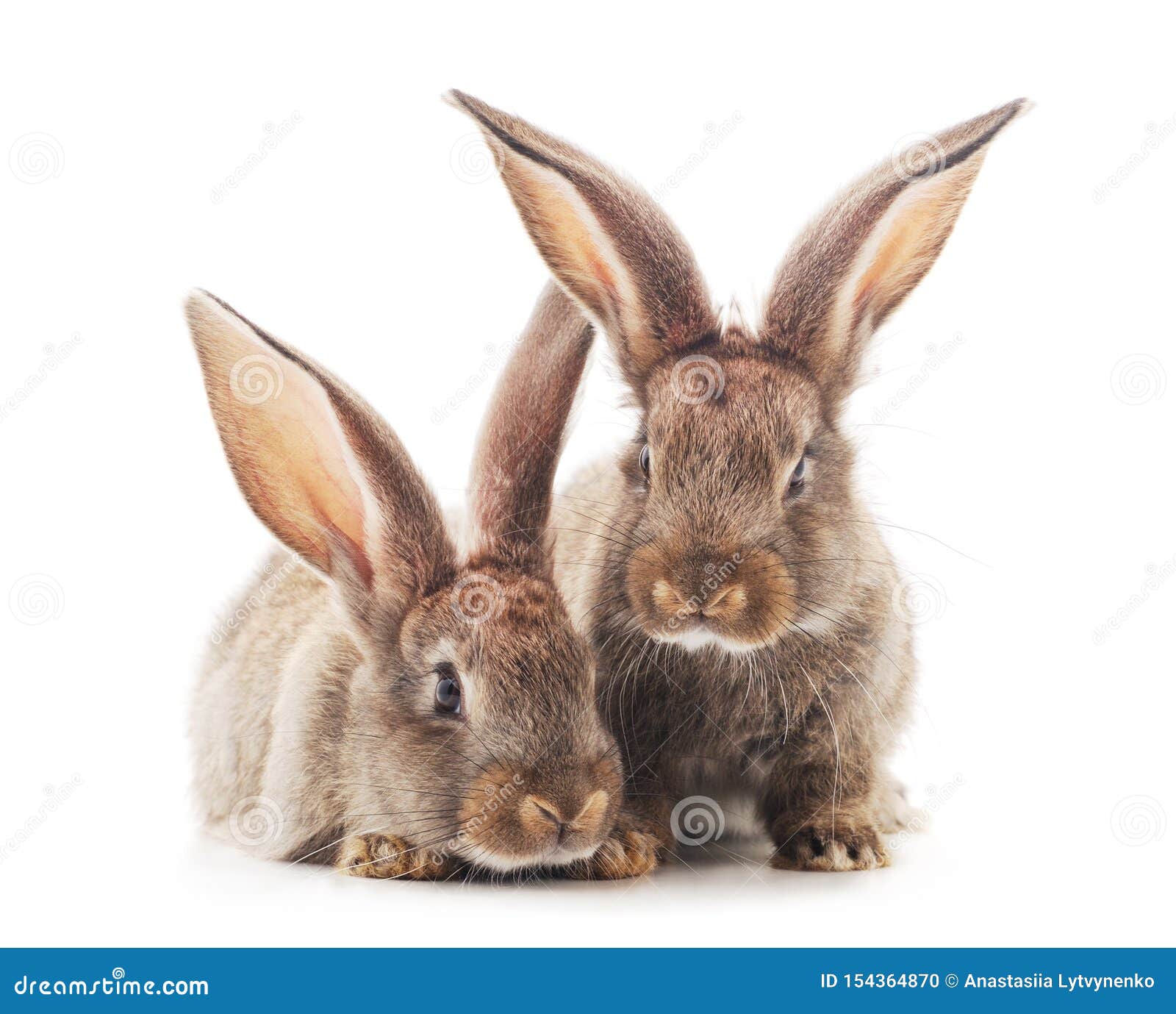 Two little rabbits stock photo. Image of nature, coward - 154364870
