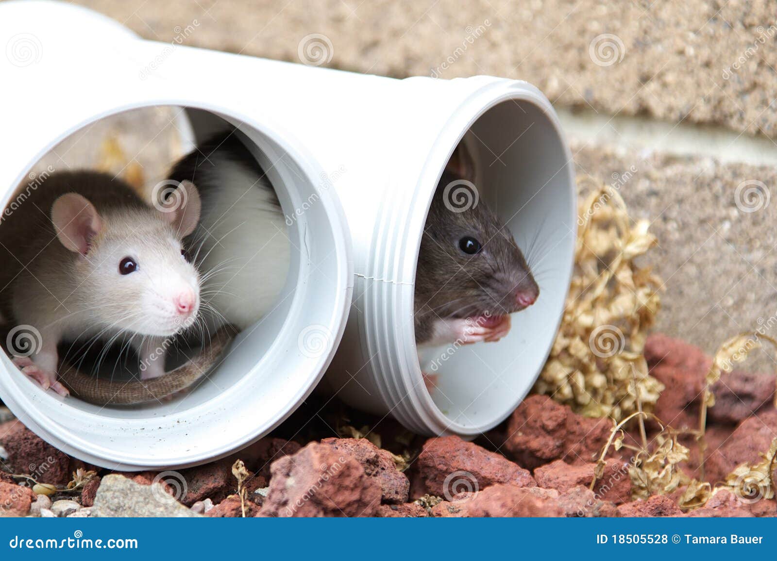 Two little rats stock photo. Image of pest, white, garden - 18505528