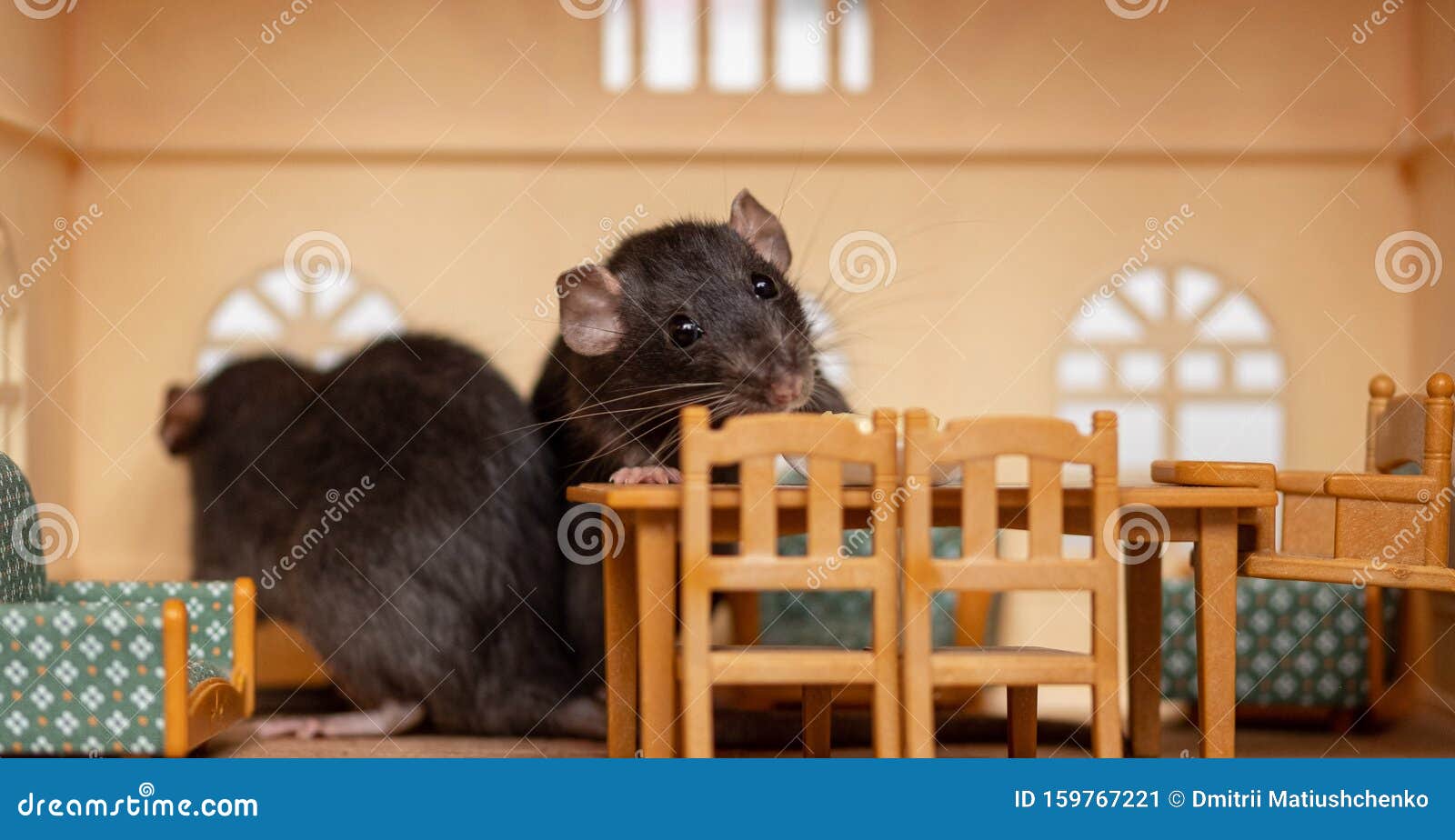 Two Little Rats in a Toy House Stock Image - Image of animal, calendar ...