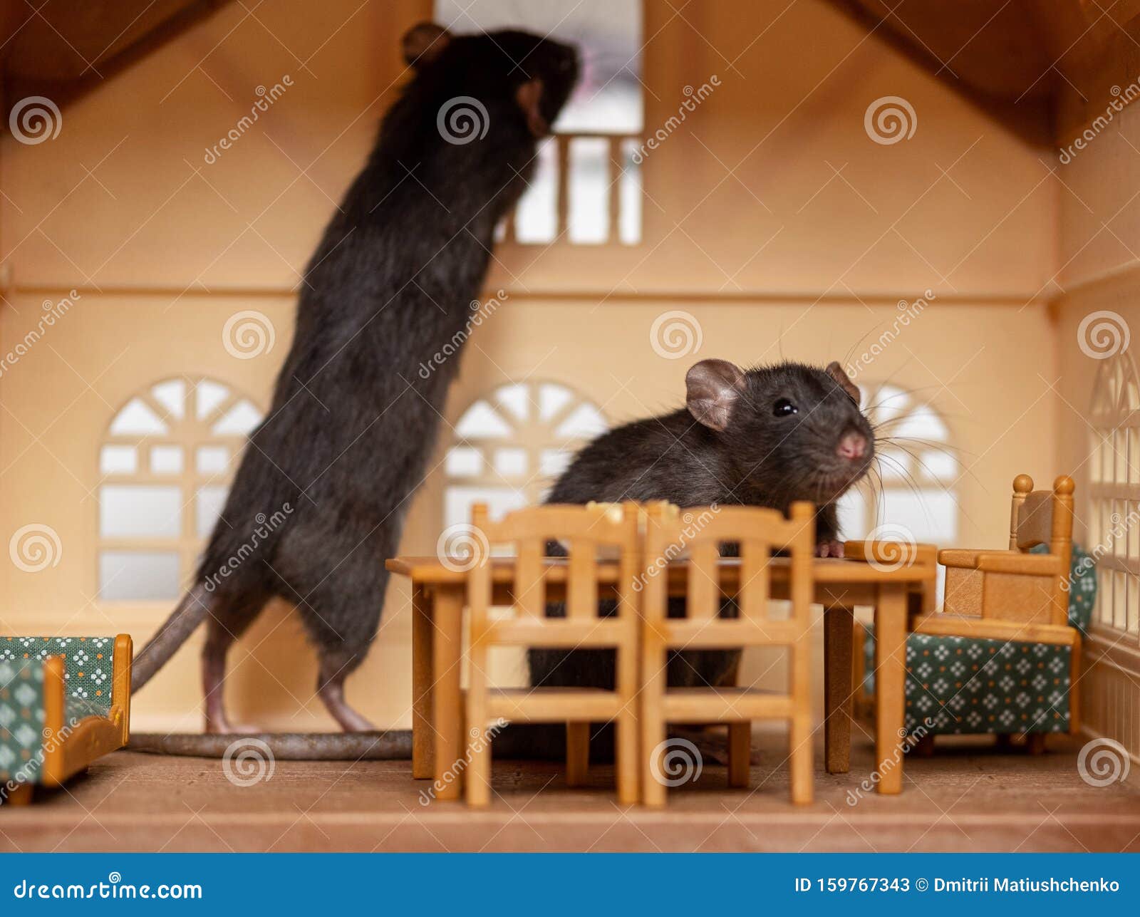 Two Little Rats in a Toy House Stock Image - Image of mammal, pest ...