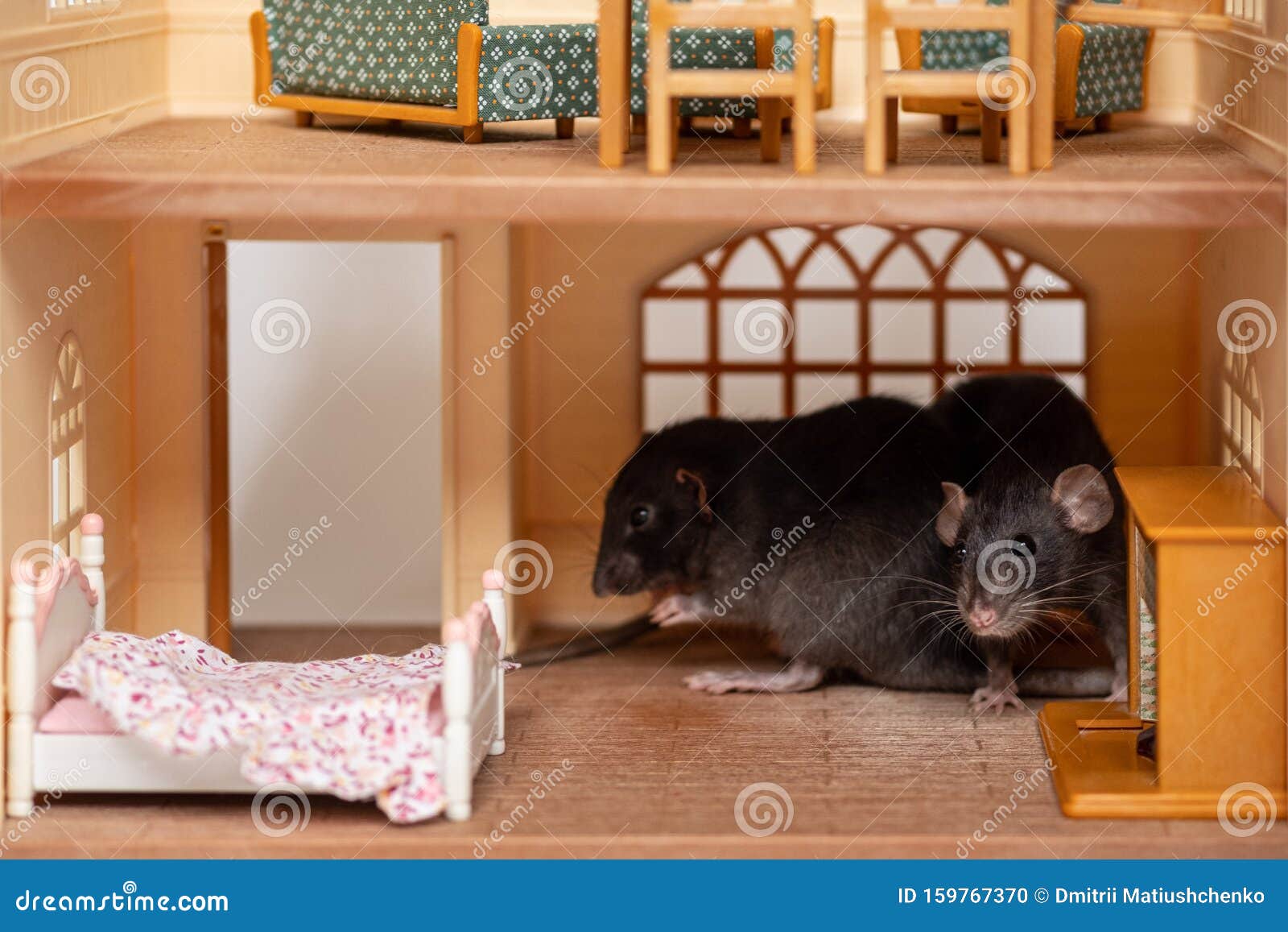 Two Little Rats in a Toy House Stock Photo - Image of house, year ...